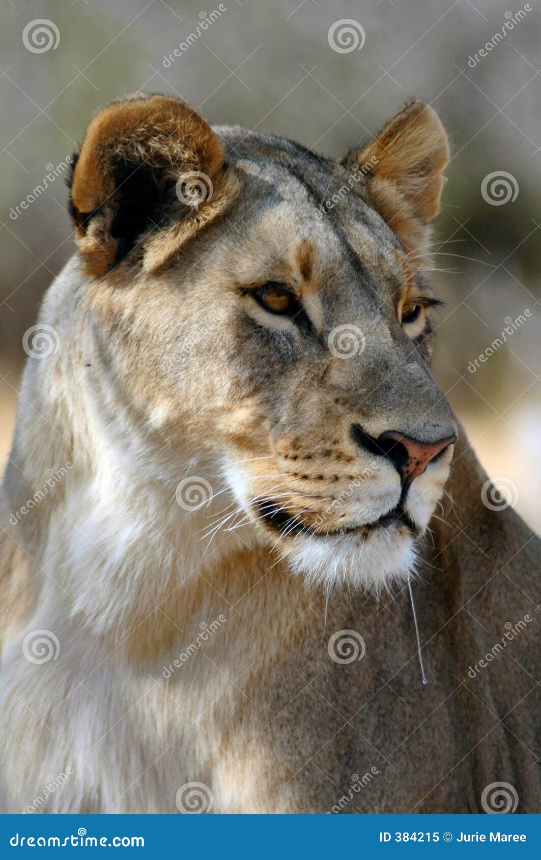 Drooling Lioness. stock image. Image of feminine, predator - 384215