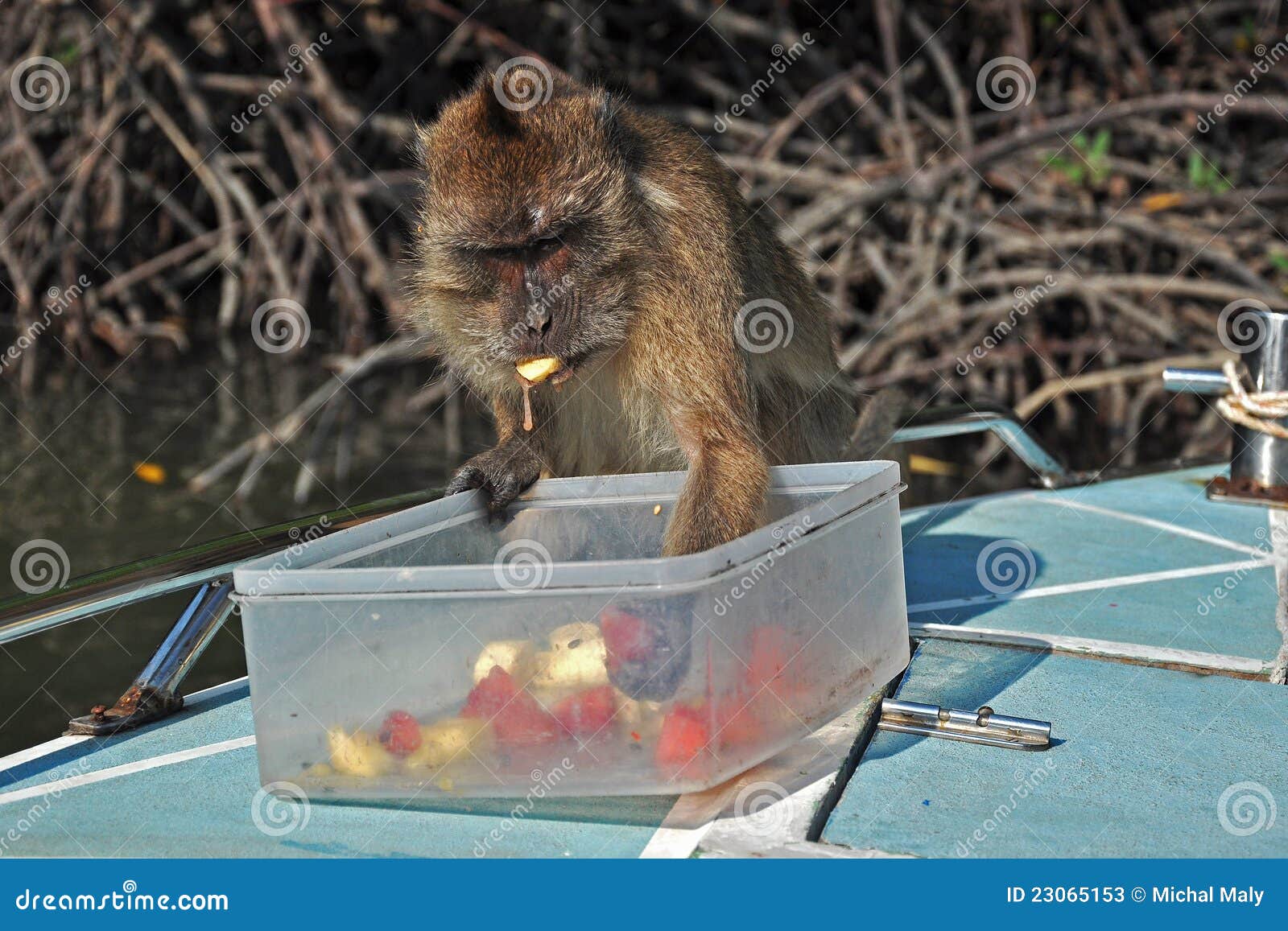 Drooling monkey, Thailand stock image. Image of bananas - 23065153