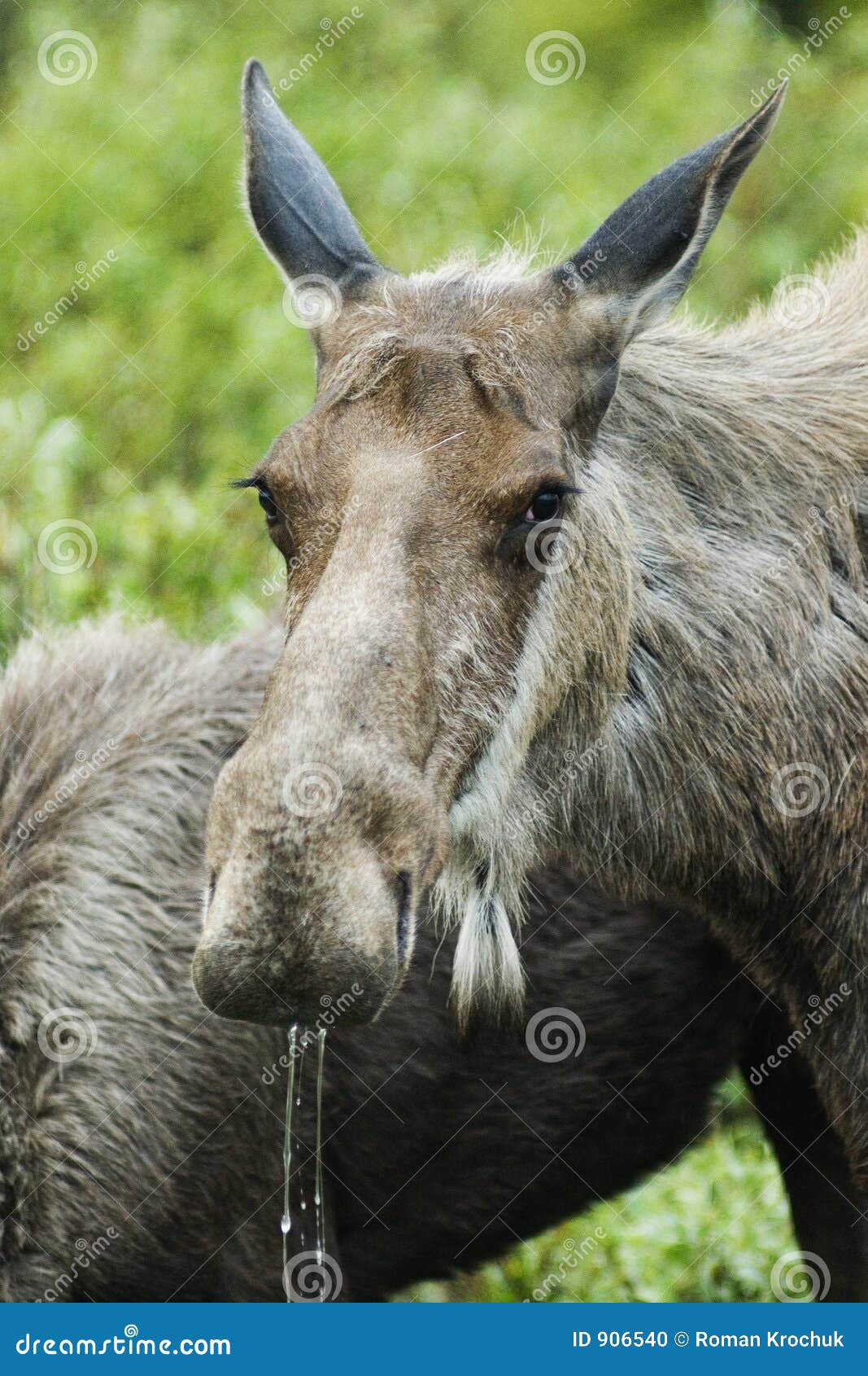Drooling moossie-poossie stock photo. Image of lake, antlers - 906540