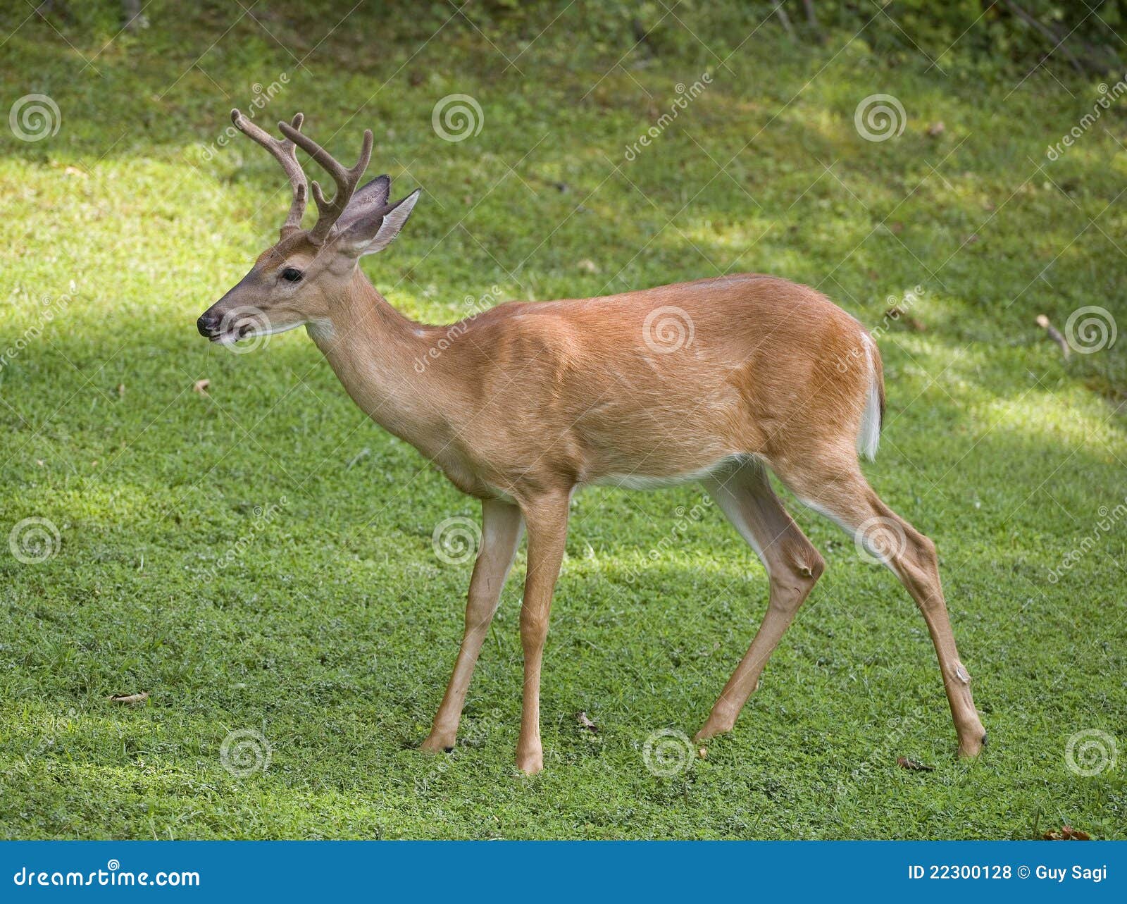 Drooling six pointer stock photo. Image of male, brown - 22300128