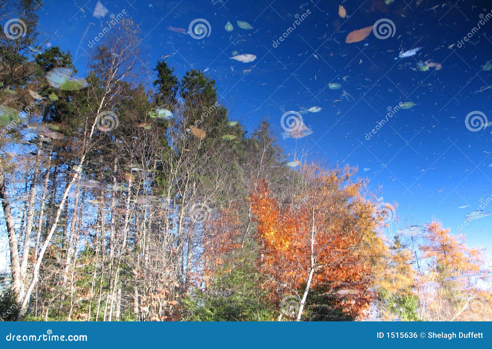 Droomwereld stock foto. Image of diep, daling, dromerig - 1515636