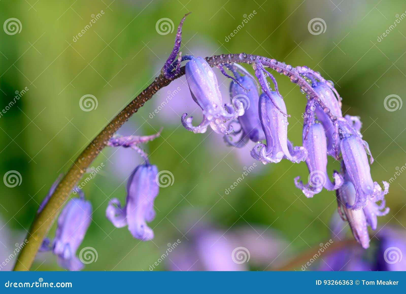 Drooping bluebell flower stock image. Image of springtime - 93266363