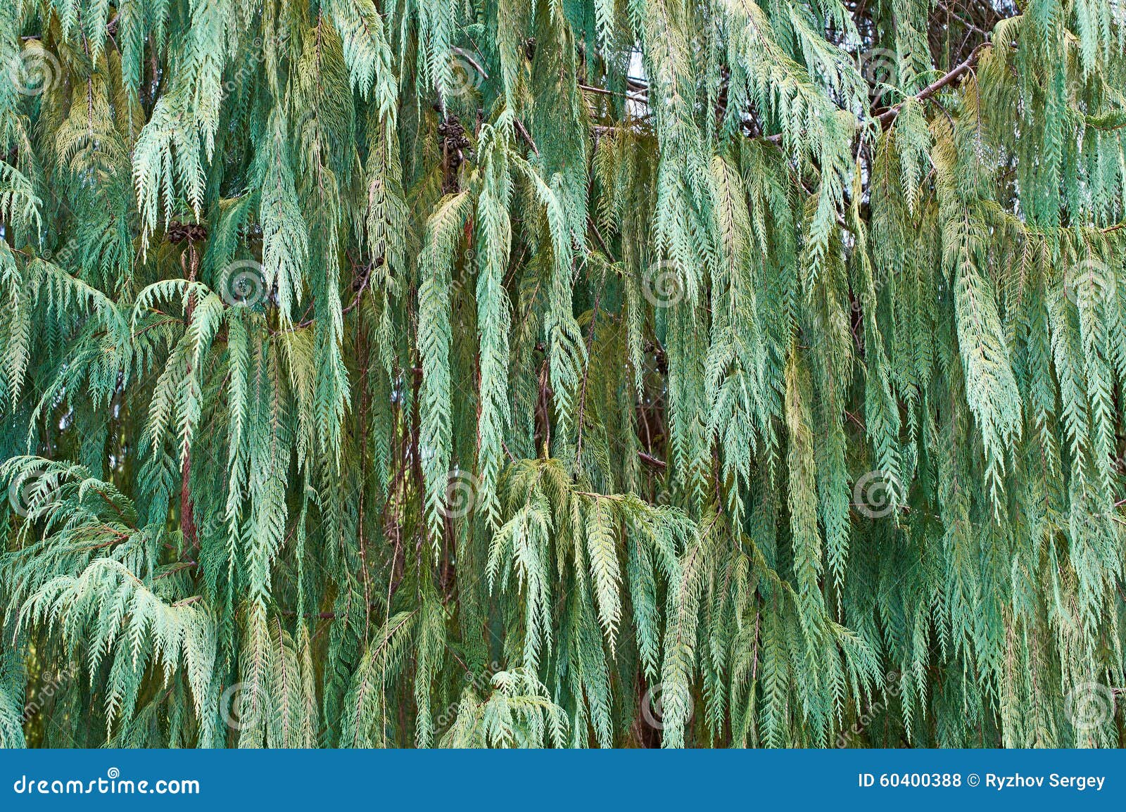 Drooping Cypress in Arboretum Stock Photo - Image of tree, leaves: 60400388