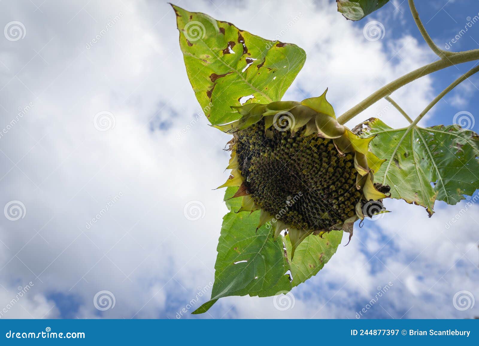 Dead Drooping Sunflower Royalty-Free Stock Photography | CartoonDealer ...