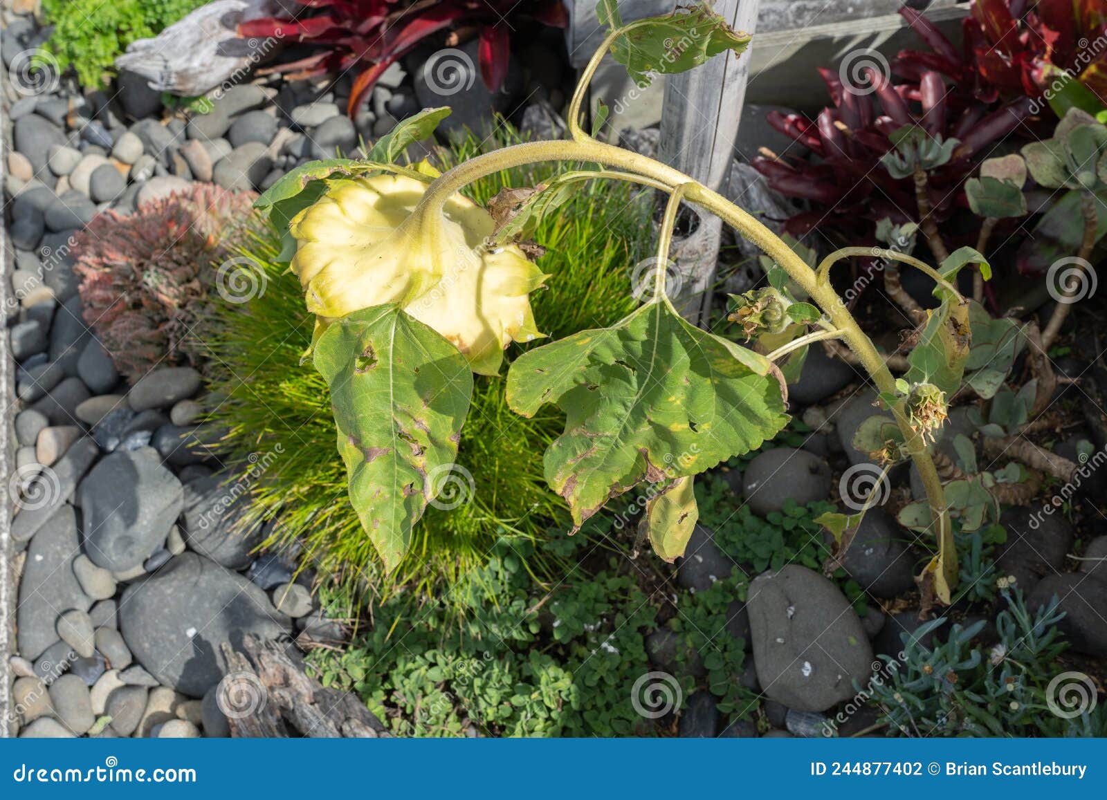 Dead Drooping Sunflower Royalty-Free Stock Photography | CartoonDealer ...