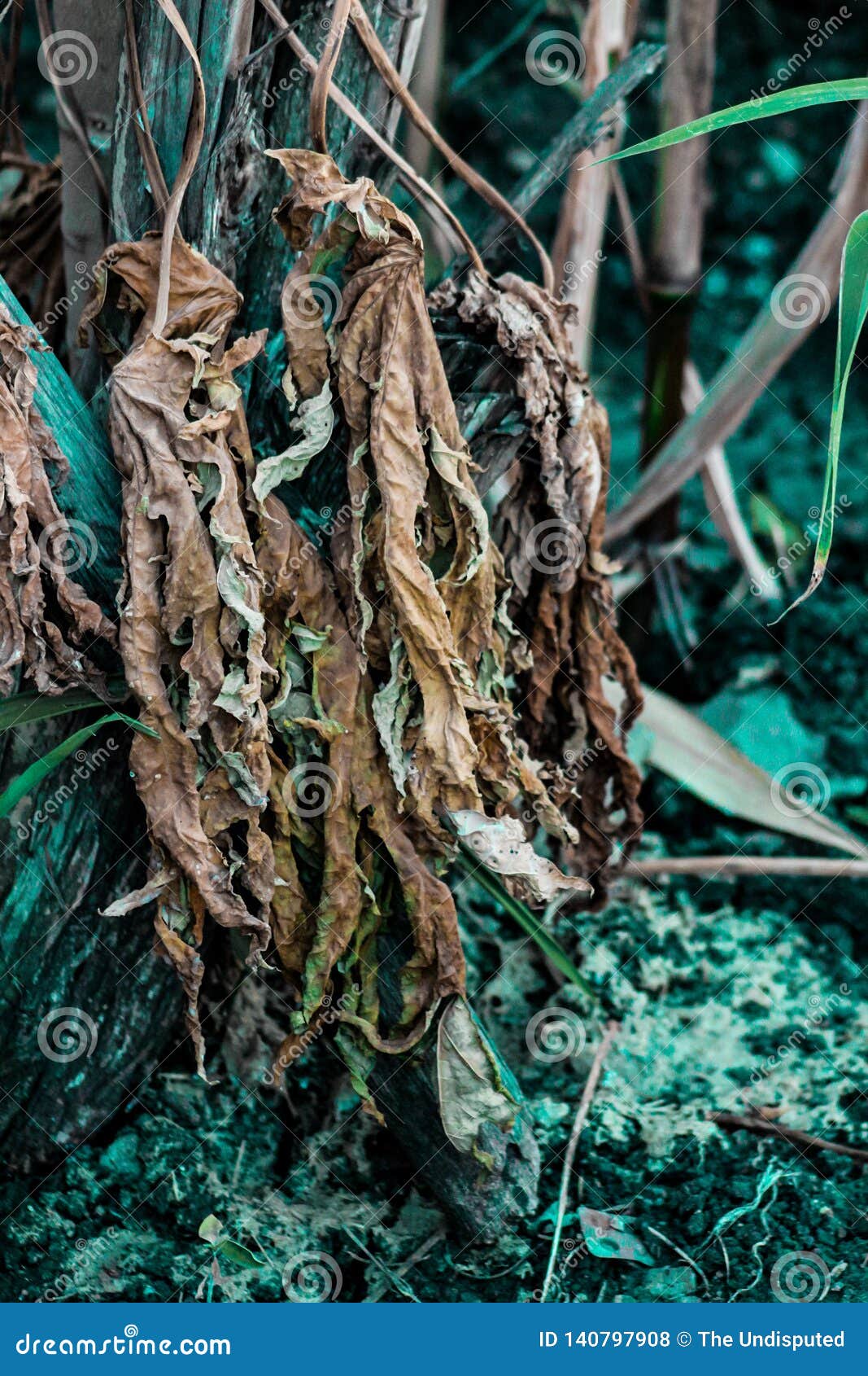 A drooping dry plant leaf stock photo. Image of plant - 140797908