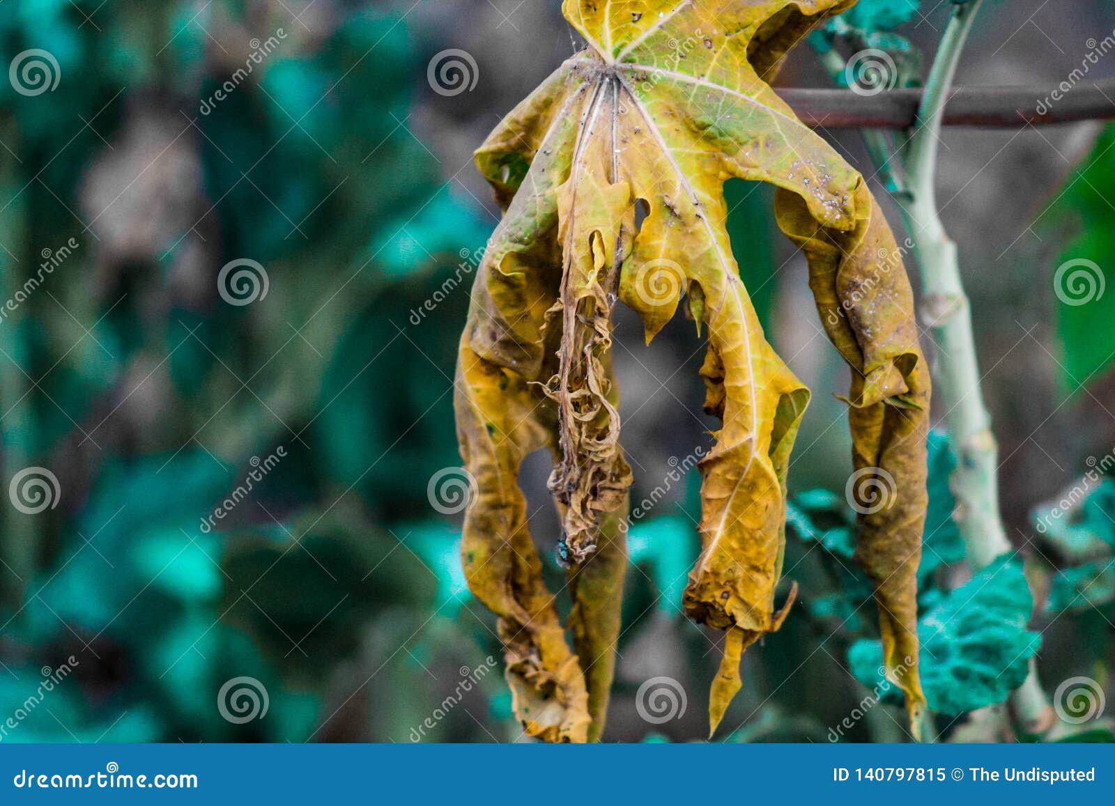 A drooping dry plant leaf stock image. Image of color - 140797815