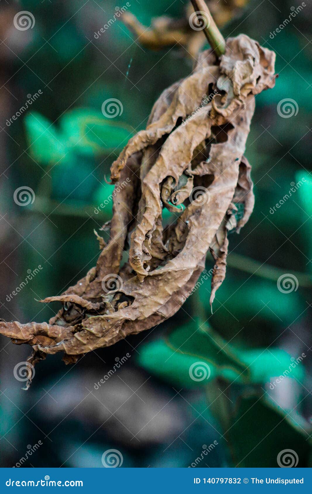 A drooping dry plant leaf stock photo. Image of leaf - 140797832