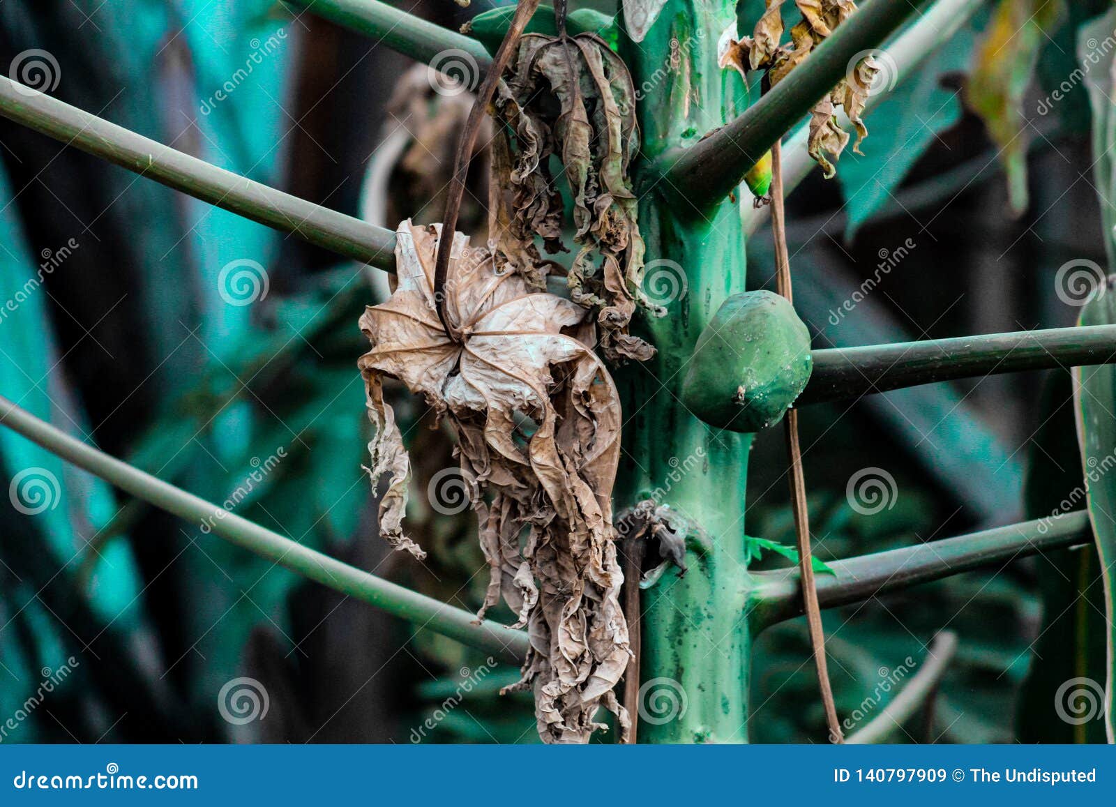 A drooping dry plant leaf stock image. Image of brown - 140797909