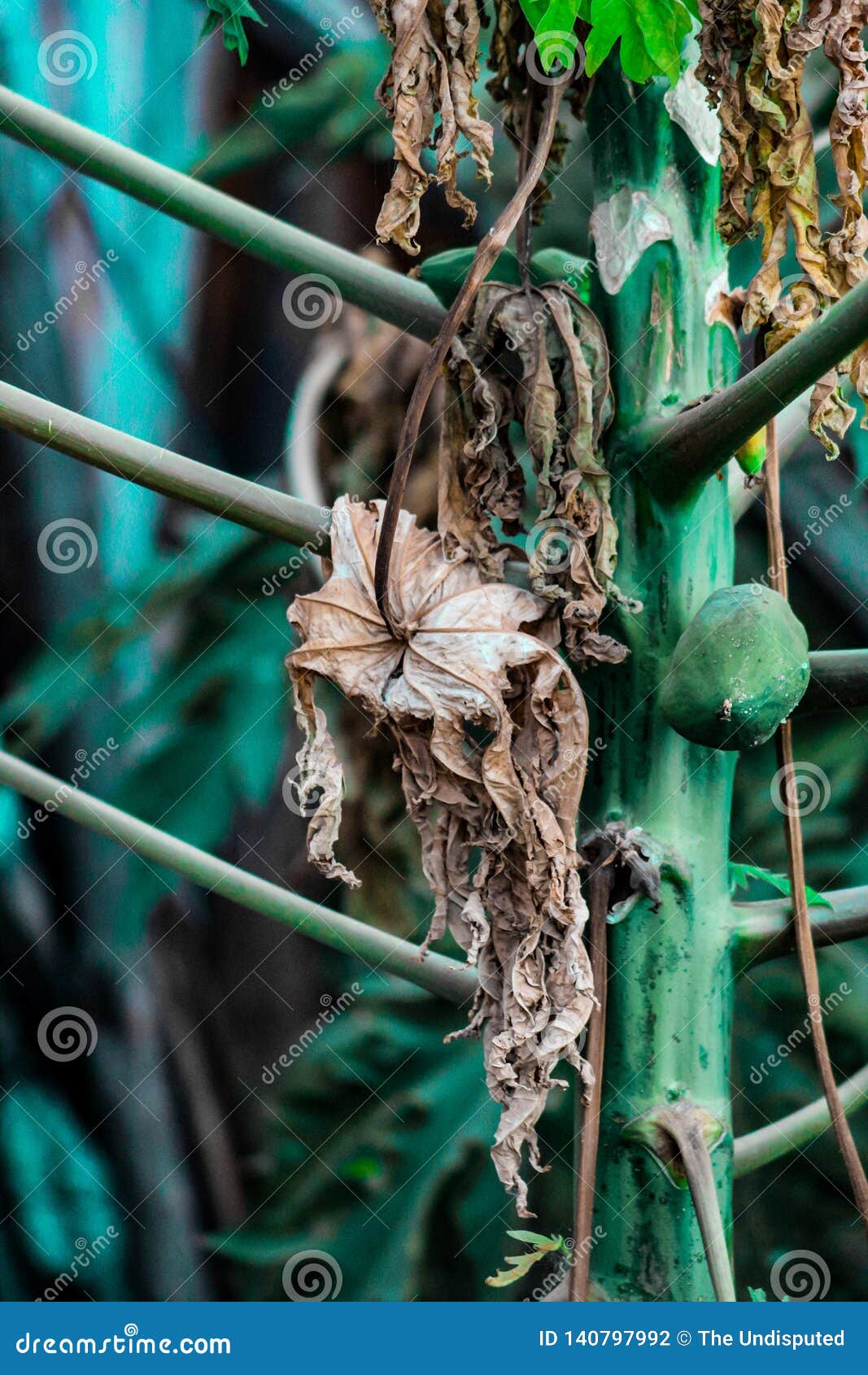 A drooping dry plant leaf stock photo. Image of plant - 140797992