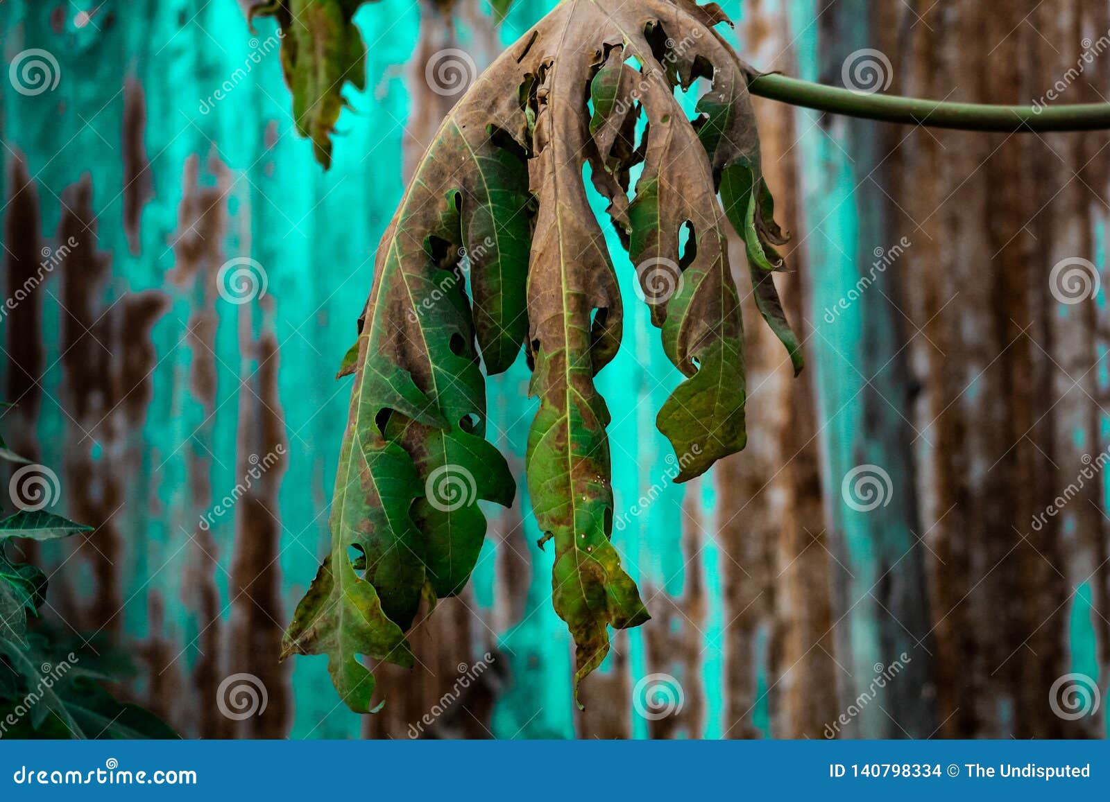 A drooping dry plant leaf stock photo. Image of leaf - 140798334