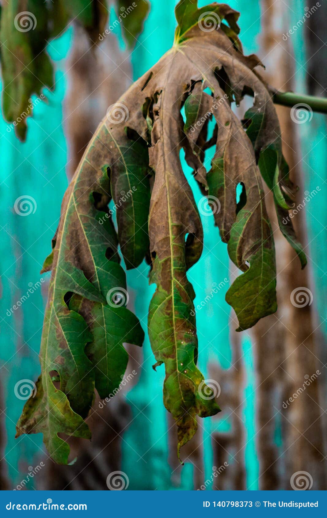 A drooping dry plant leaf stock image. Image of leaf - 140798373