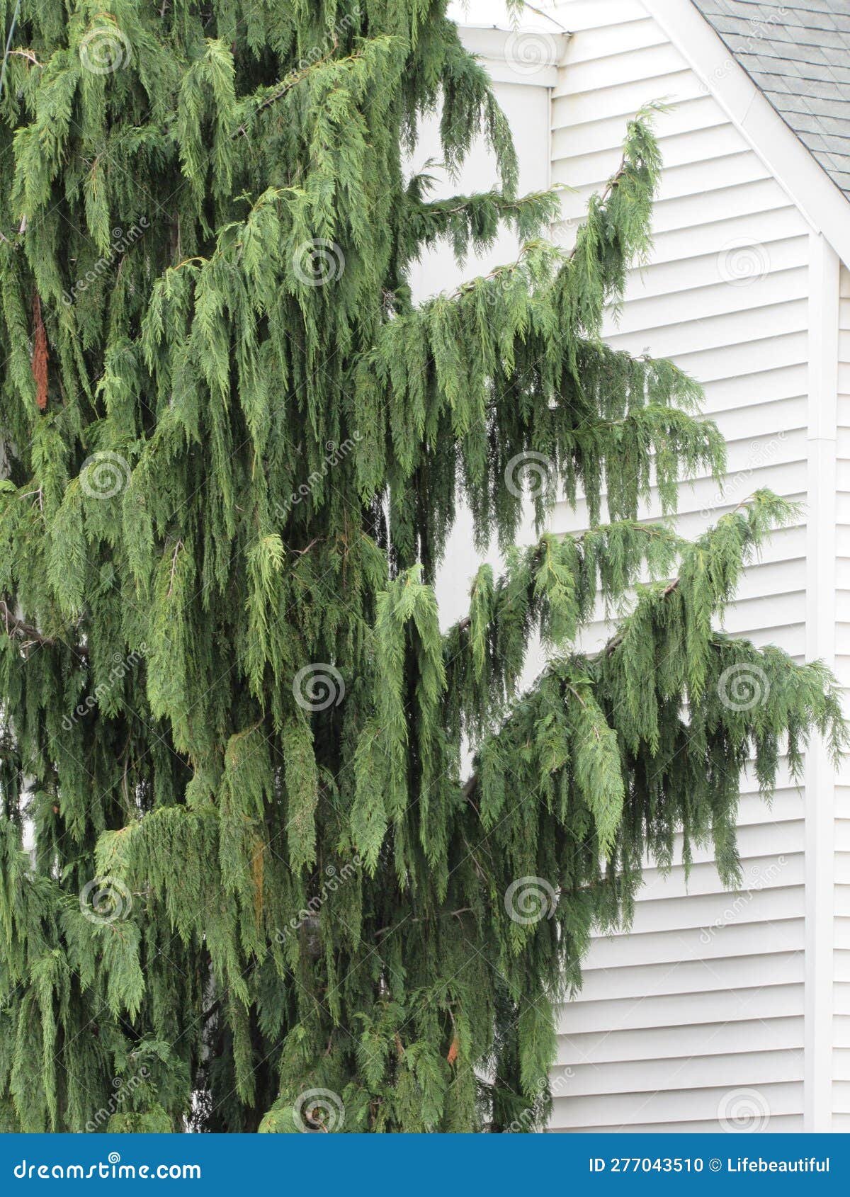 Alaskan cedar tree stock photo. Image of cedar, outside - 277043510