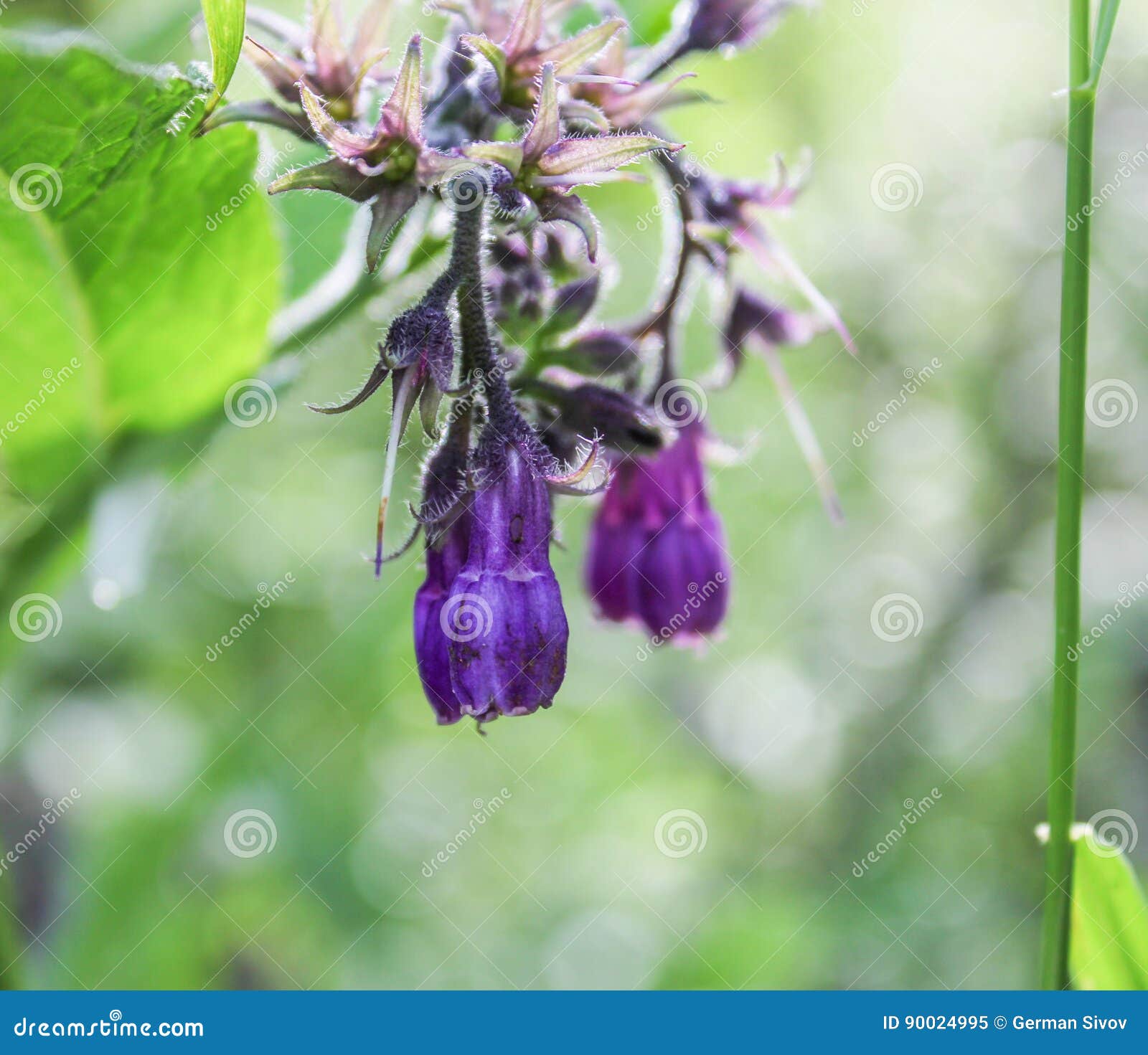 The Drooping Forest Flowers. Stock Image - Image of color, season: 90024995