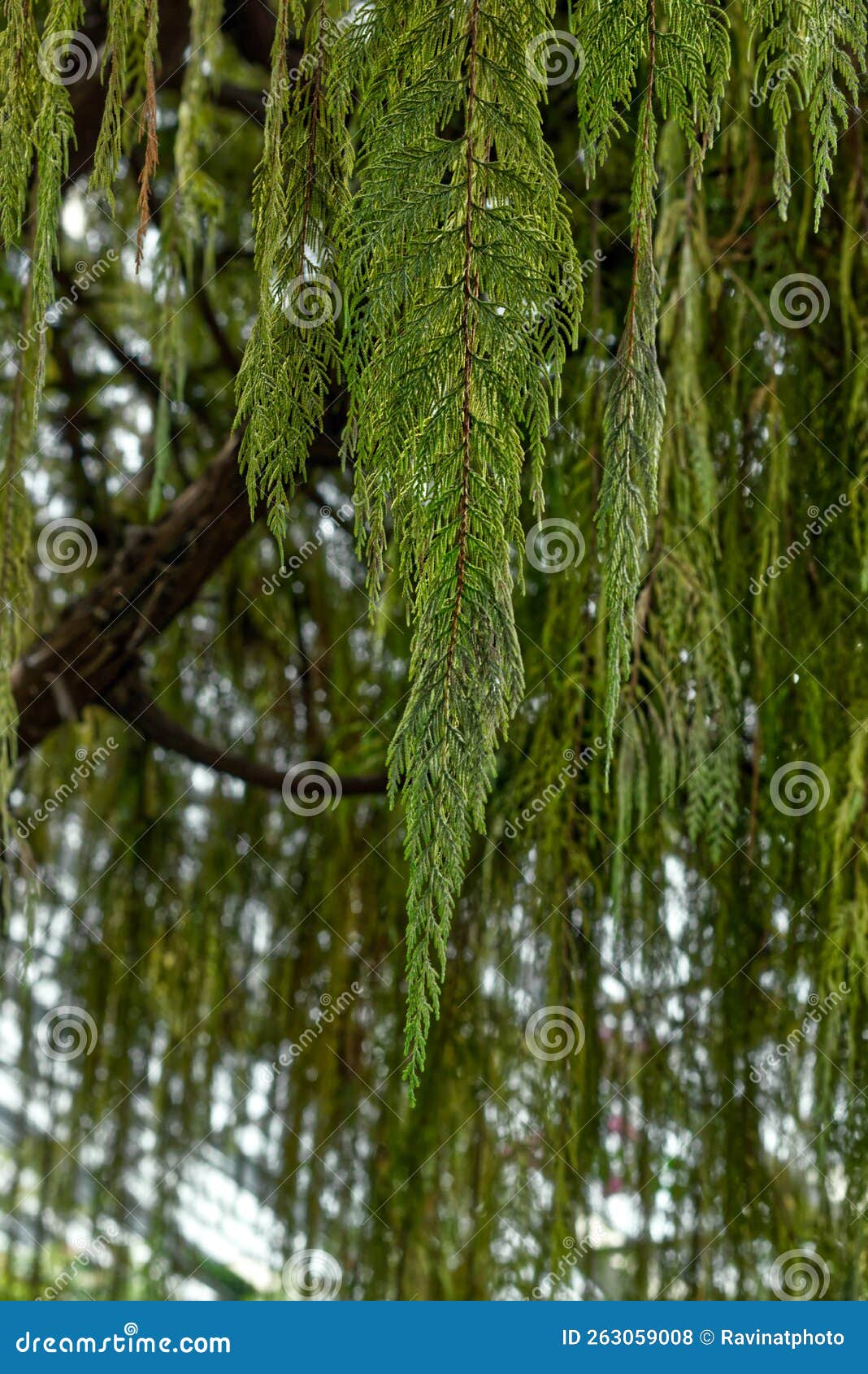 Drooping Leaves from the Tree Makes it a Good Scene, Toronto, on ...