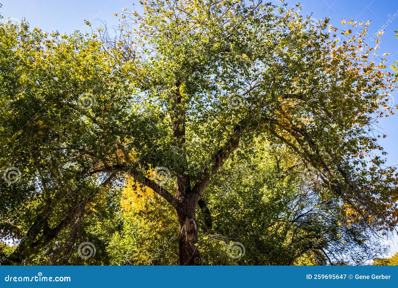 Drooping Park Trees stock image. Image of beauty, beautiful - 259695647