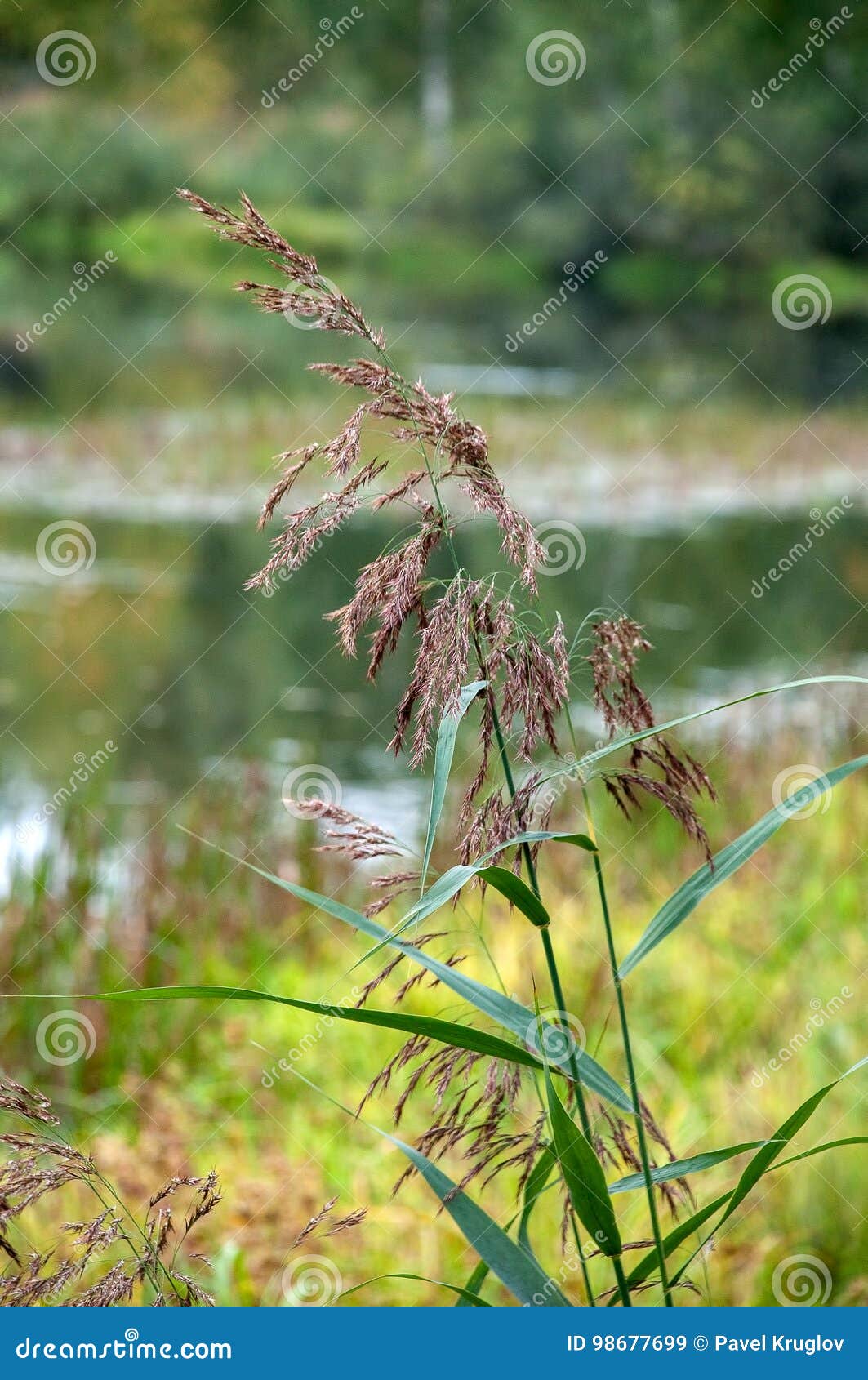 The drooping reed stock image. Image of wilted, forest - 98677699