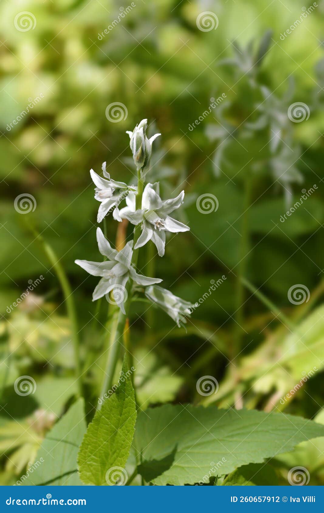 Drooping Star-of-Bethlehem stock photo. Image of ornithogalum - 260657912