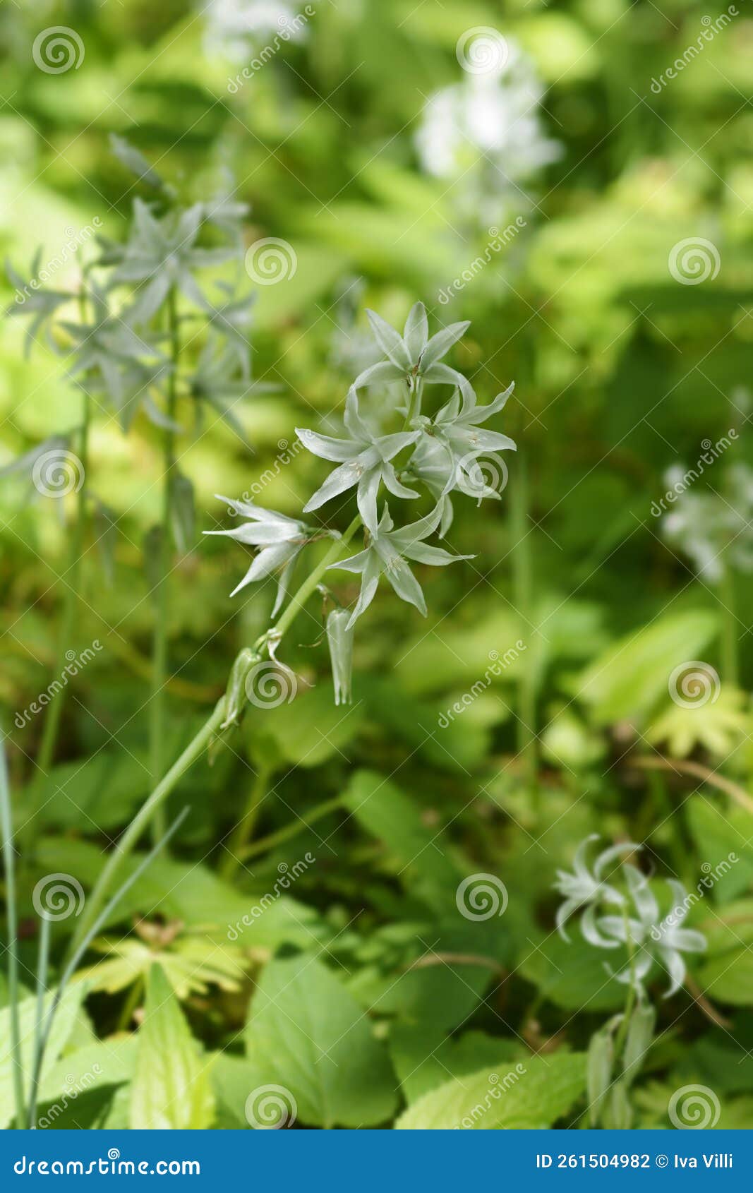 Drooping Star-of-Bethlehem stock photo. Image of leaf - 261504982