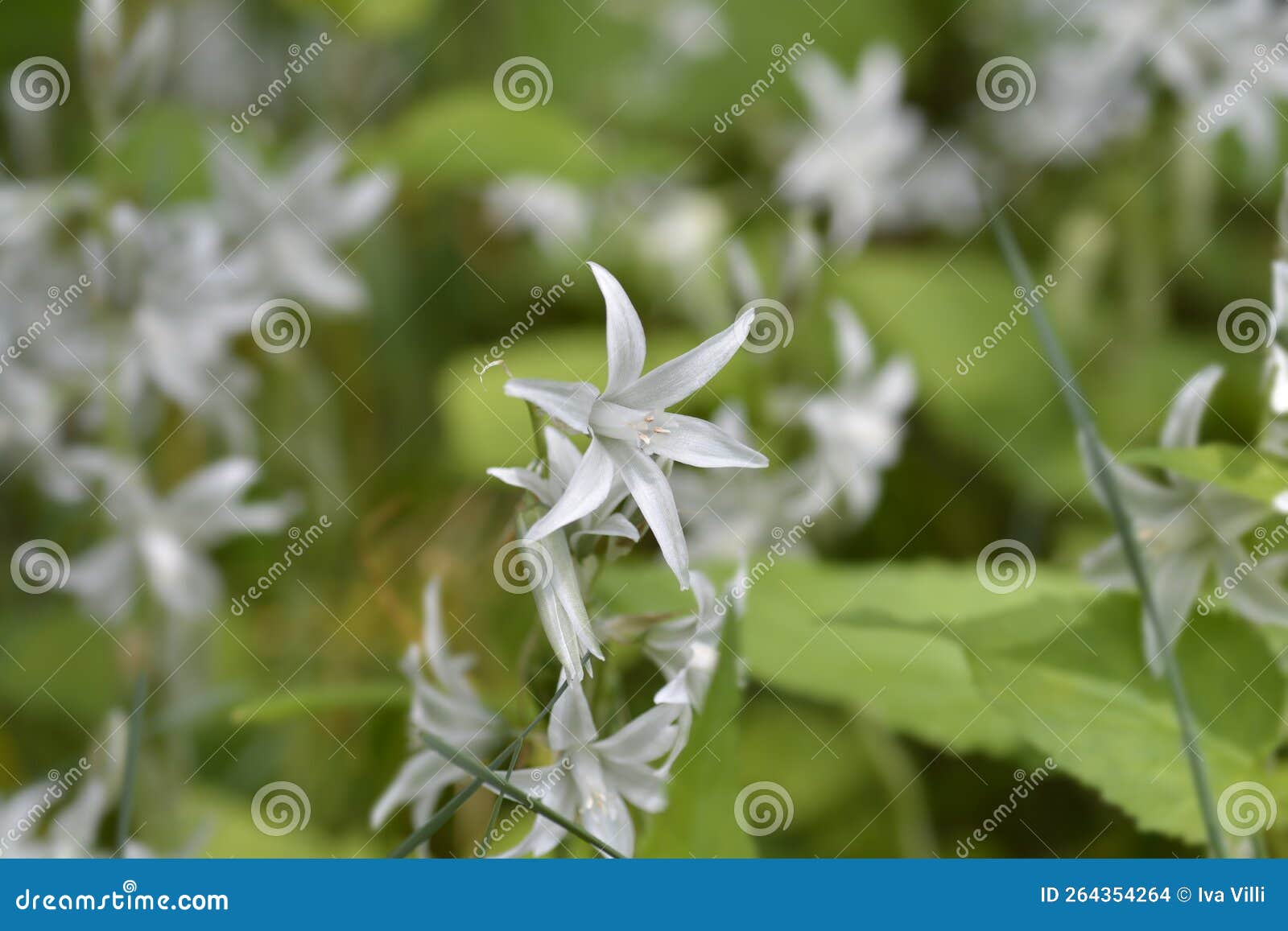 Drooping Star-of-Bethlehem stock photo. Image of close - 264354264