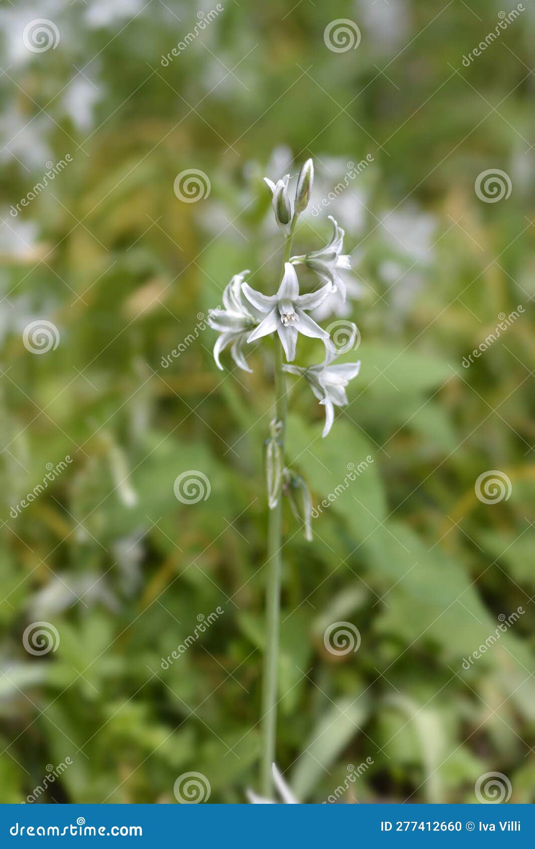 Drooping Star-of-Bethlehem stock photo. Image of garden - 277412660