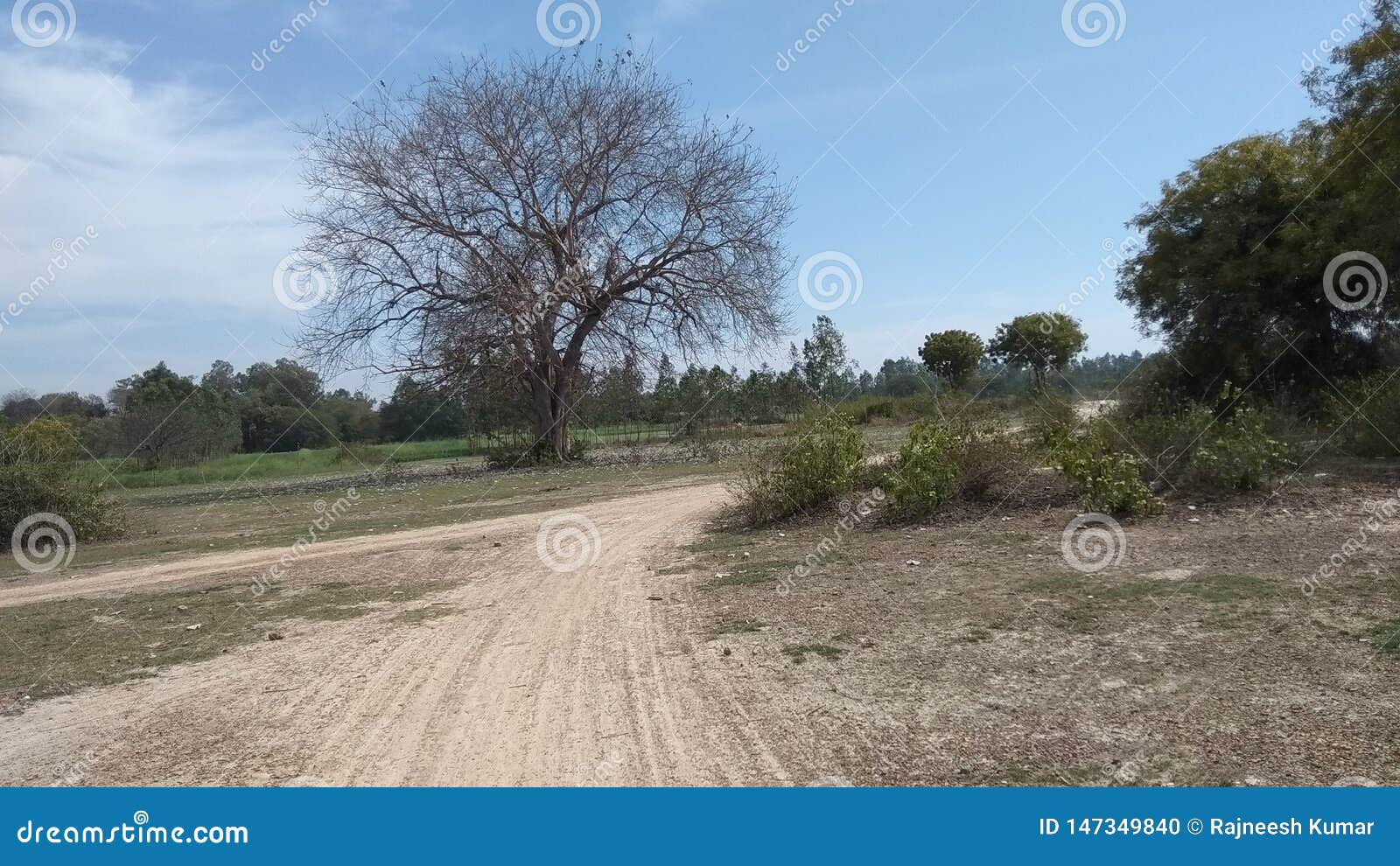 Drooping sun and tree stock photo. Image of flower, potato - 147349840