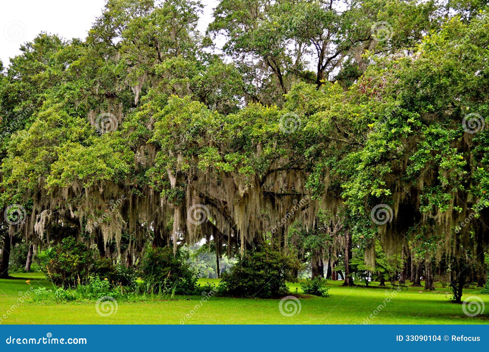 Drooping Tree Stock Images - Image: 33090104