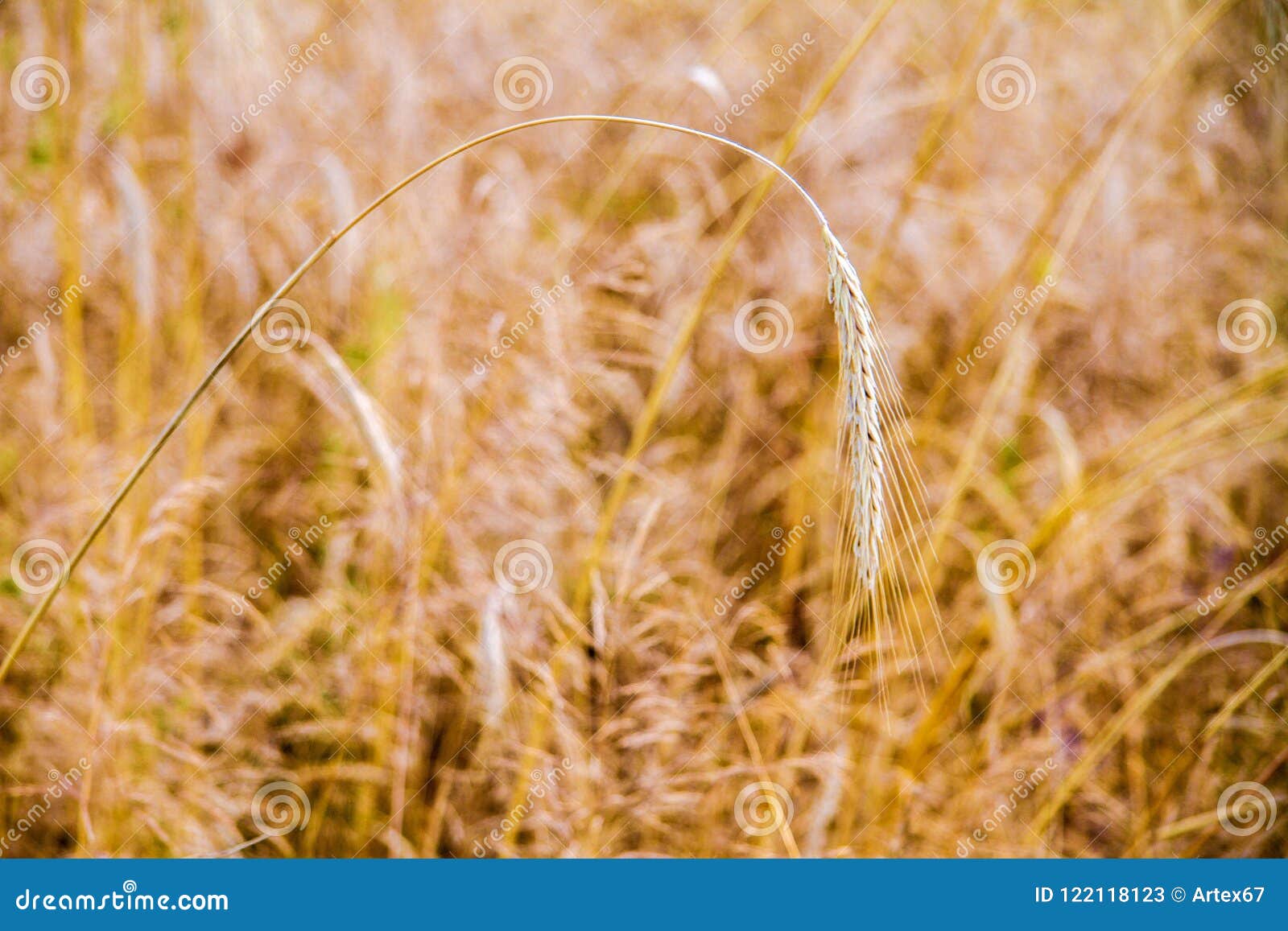 Drooping Wheat Spike on the Field Stock Image - Image of harvest ...
