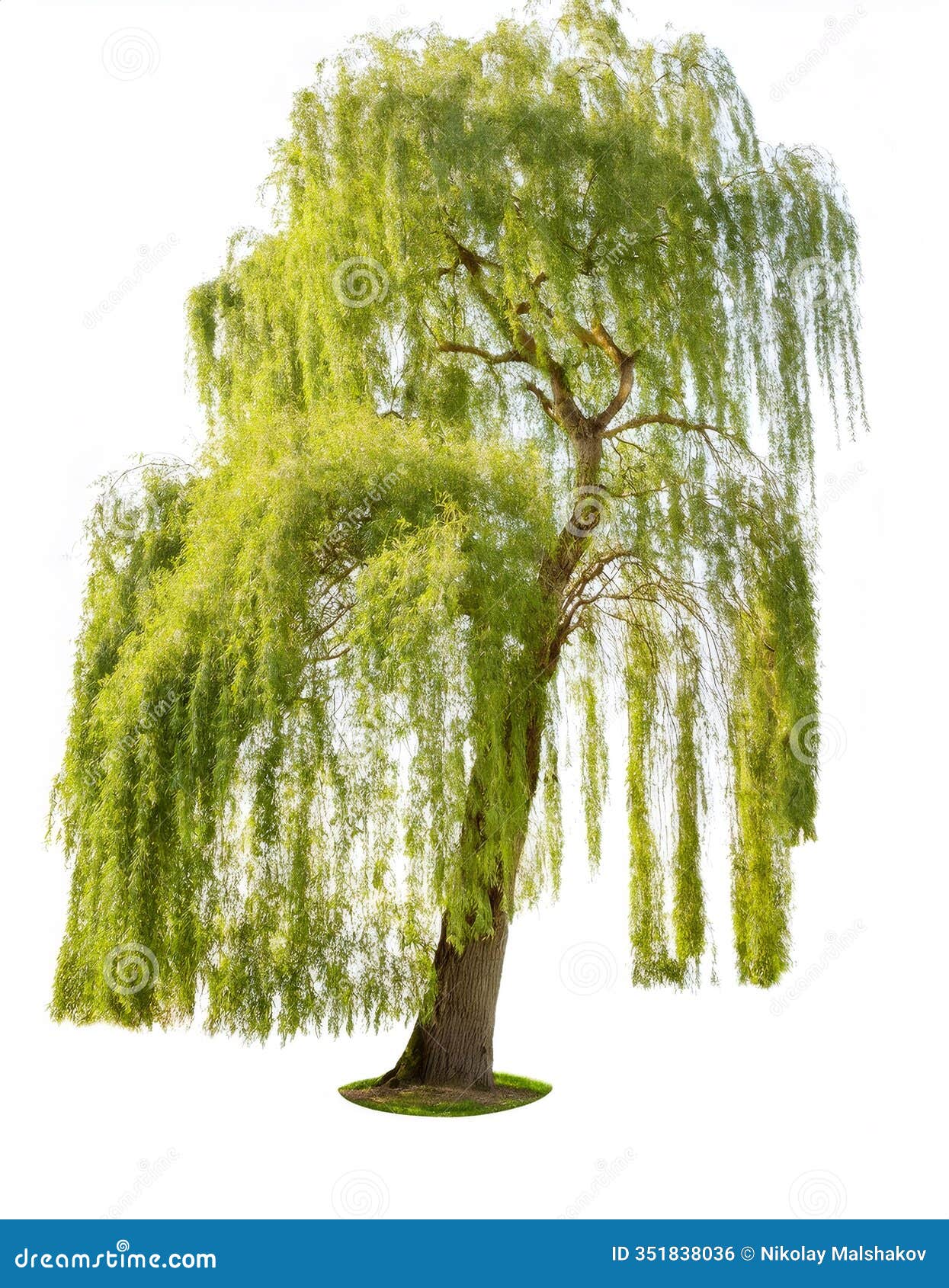 Drooping Willow Tree with Cascading Branches and Delicate Green Foliage ...