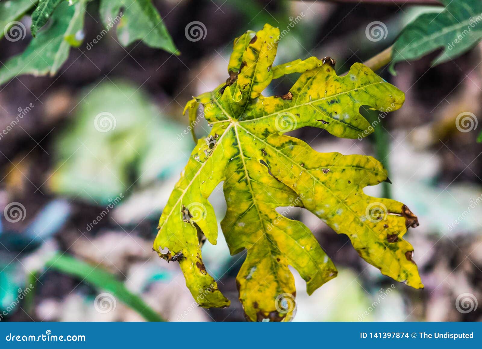 Drooping yellow plant leaf stock photo. Image of summer - 141397874
