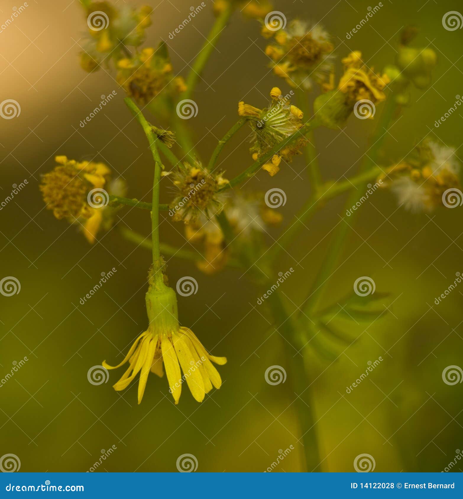 Drooping yellowtop flower stock photo. Image of weary - 14122028