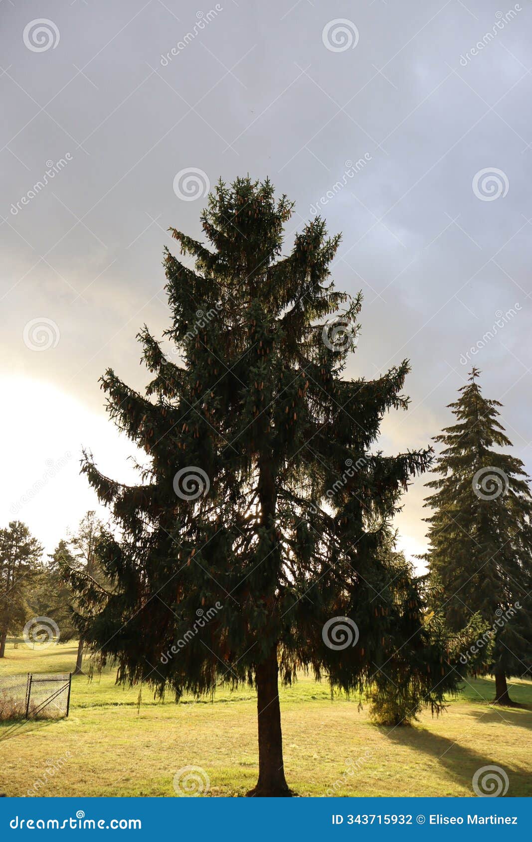 Droopy Tree Stock Image | CartoonDealer.com #94860295