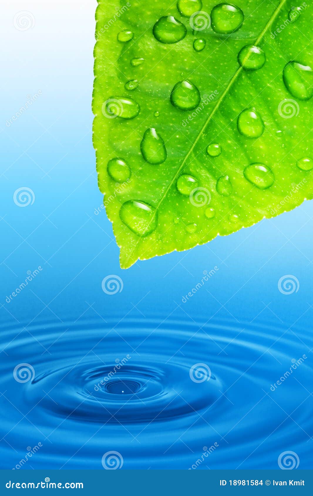 Drop stock photo. Image of closeup, drip, liquid, clear - 18981584