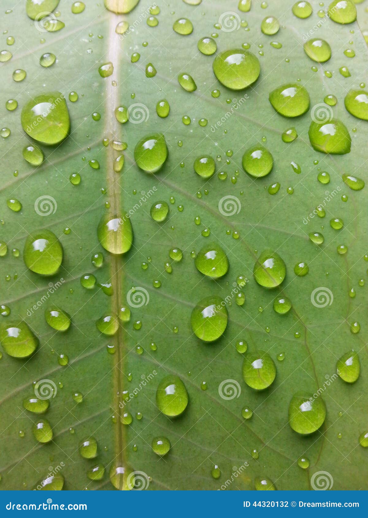 Drop stock photo. Image of water, leaf, line, green, drop - 44320132