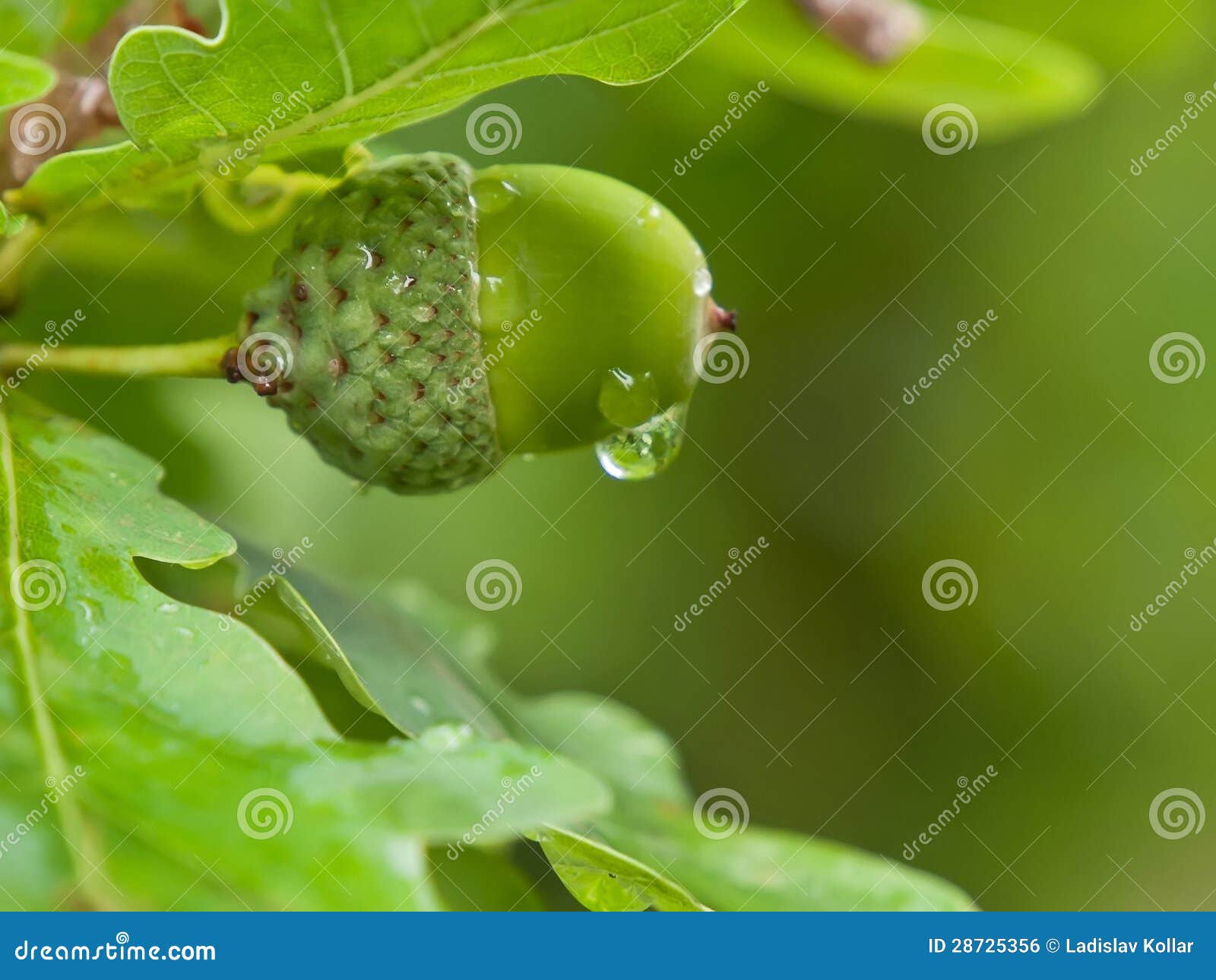 Drop on the acorn stock photo. Image of symbol, drop - 28725356