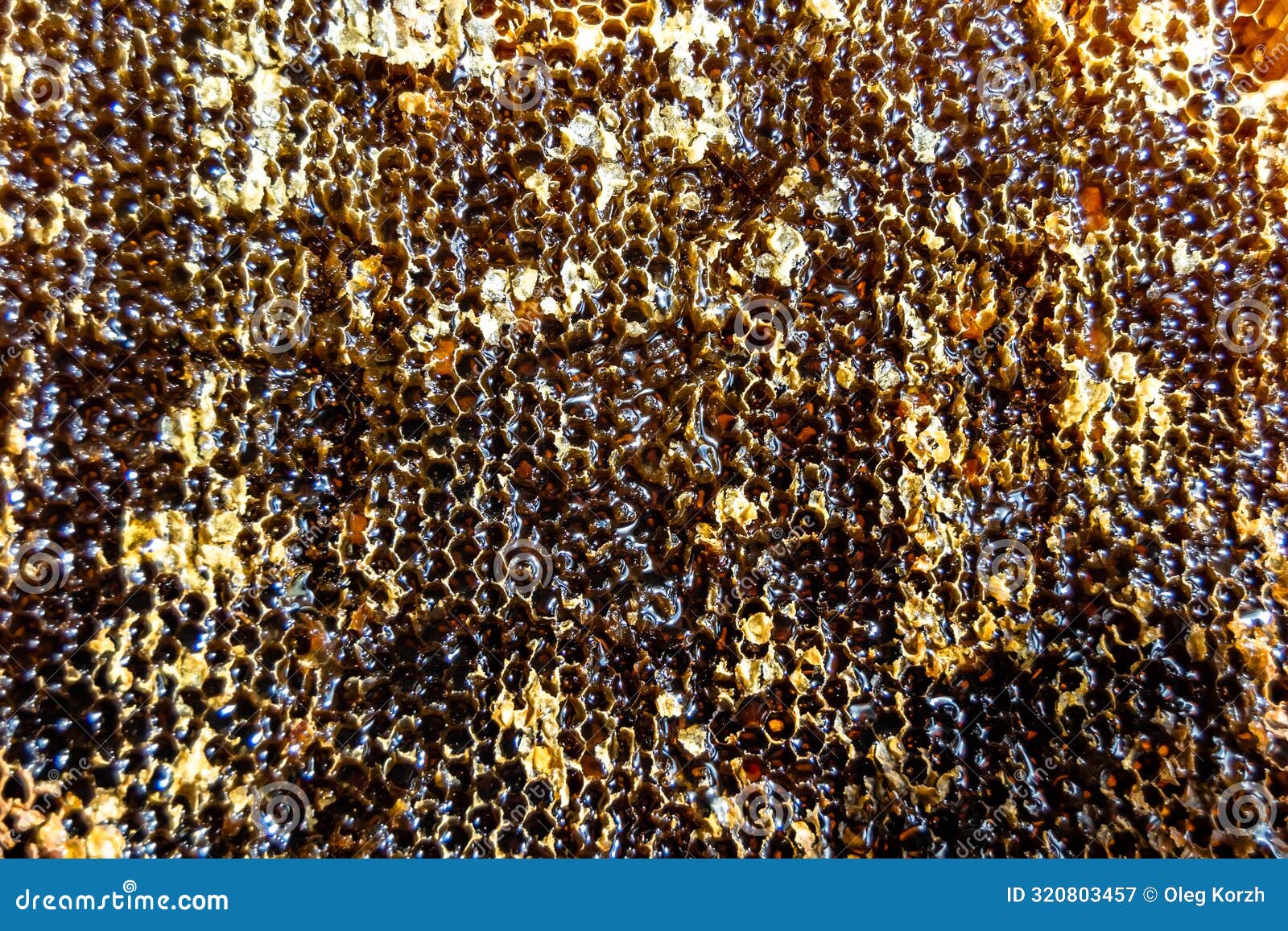 Drop of Bee Honey Drip from Hexagonal Honeycombs Filled with Golden ...