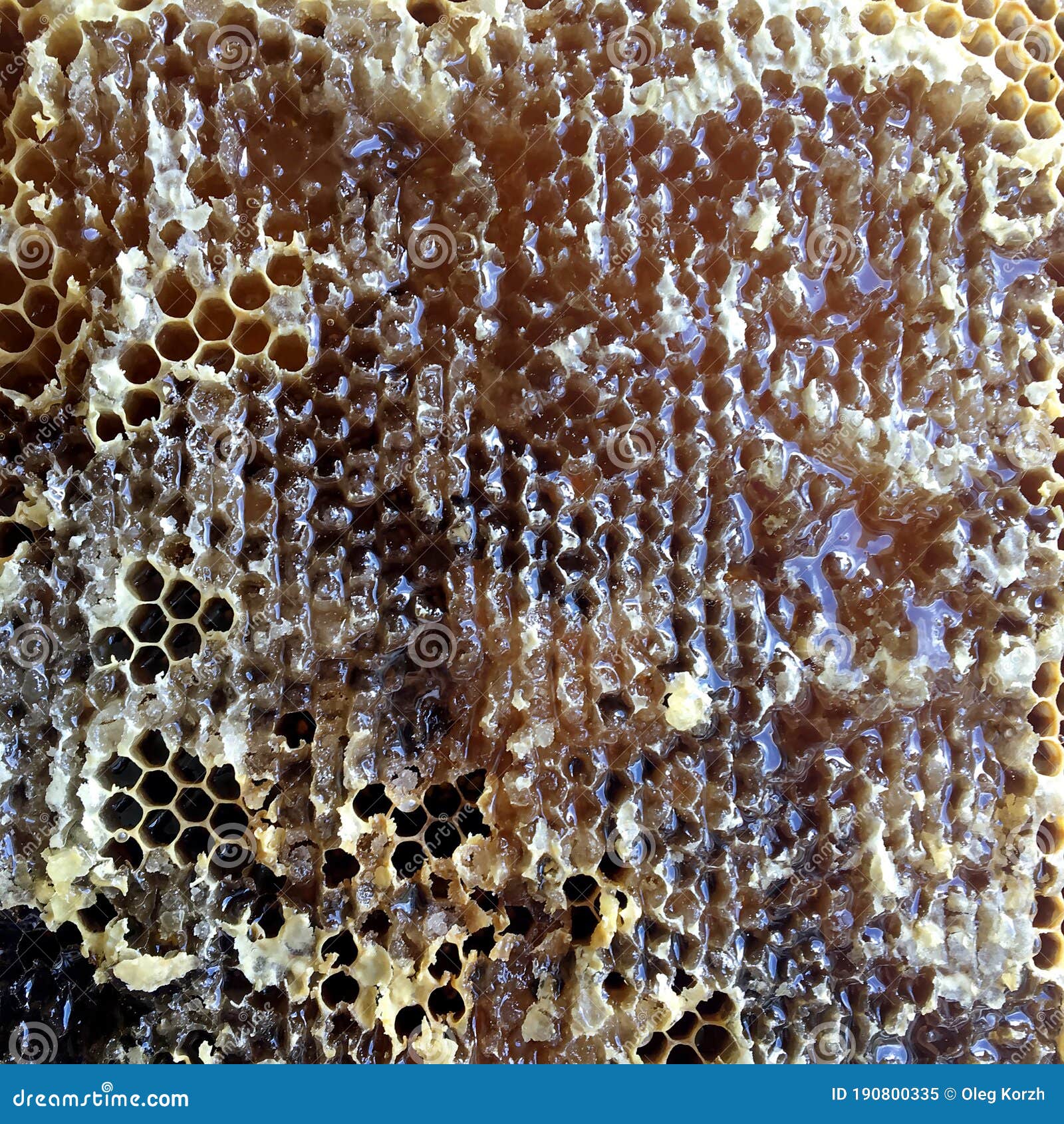 Drop of Bee Honey Drip from Hexagonal Honeycombs Filled with Golden ...