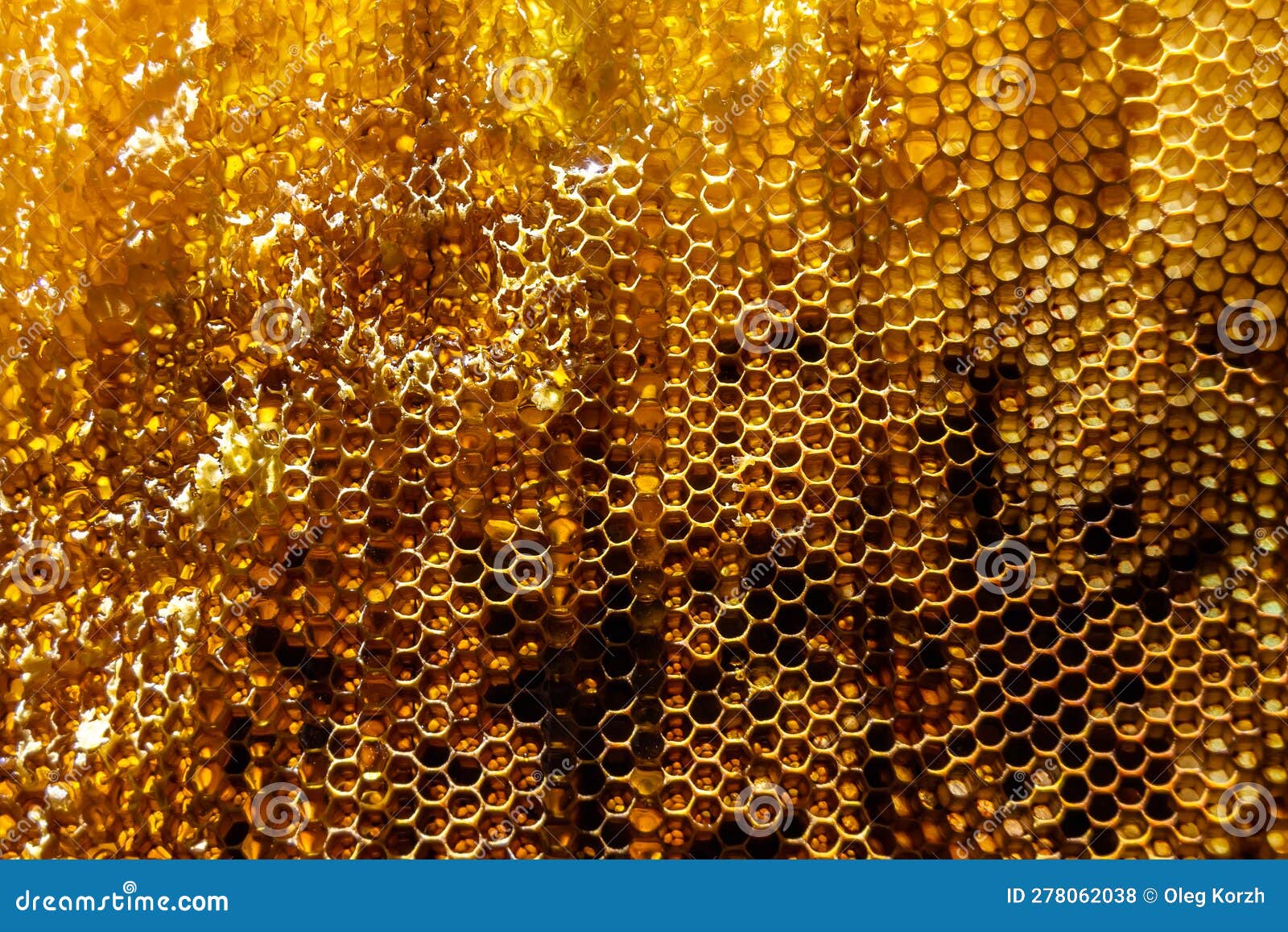Drop of Bee Honey Drip from Hexagonal Honeycombs Filled with Golden ...