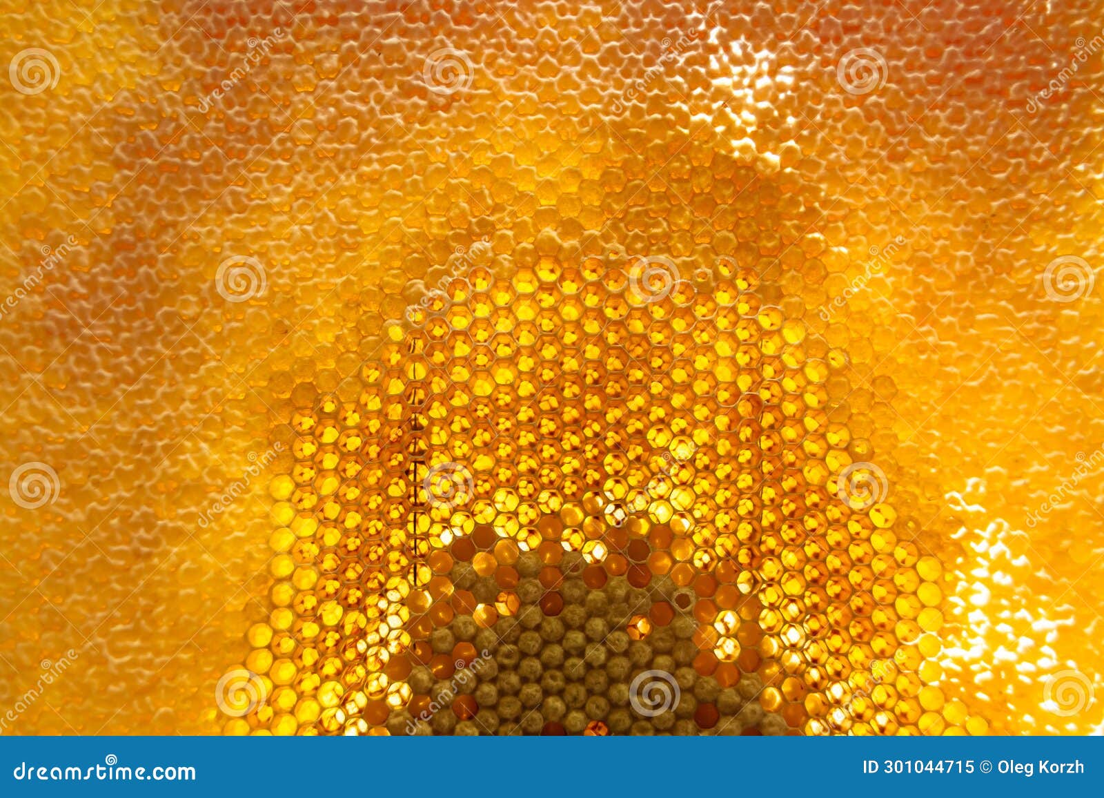 Drop of Bee Honey Drip from Hexagonal Honeycombs Filled with Golden ...