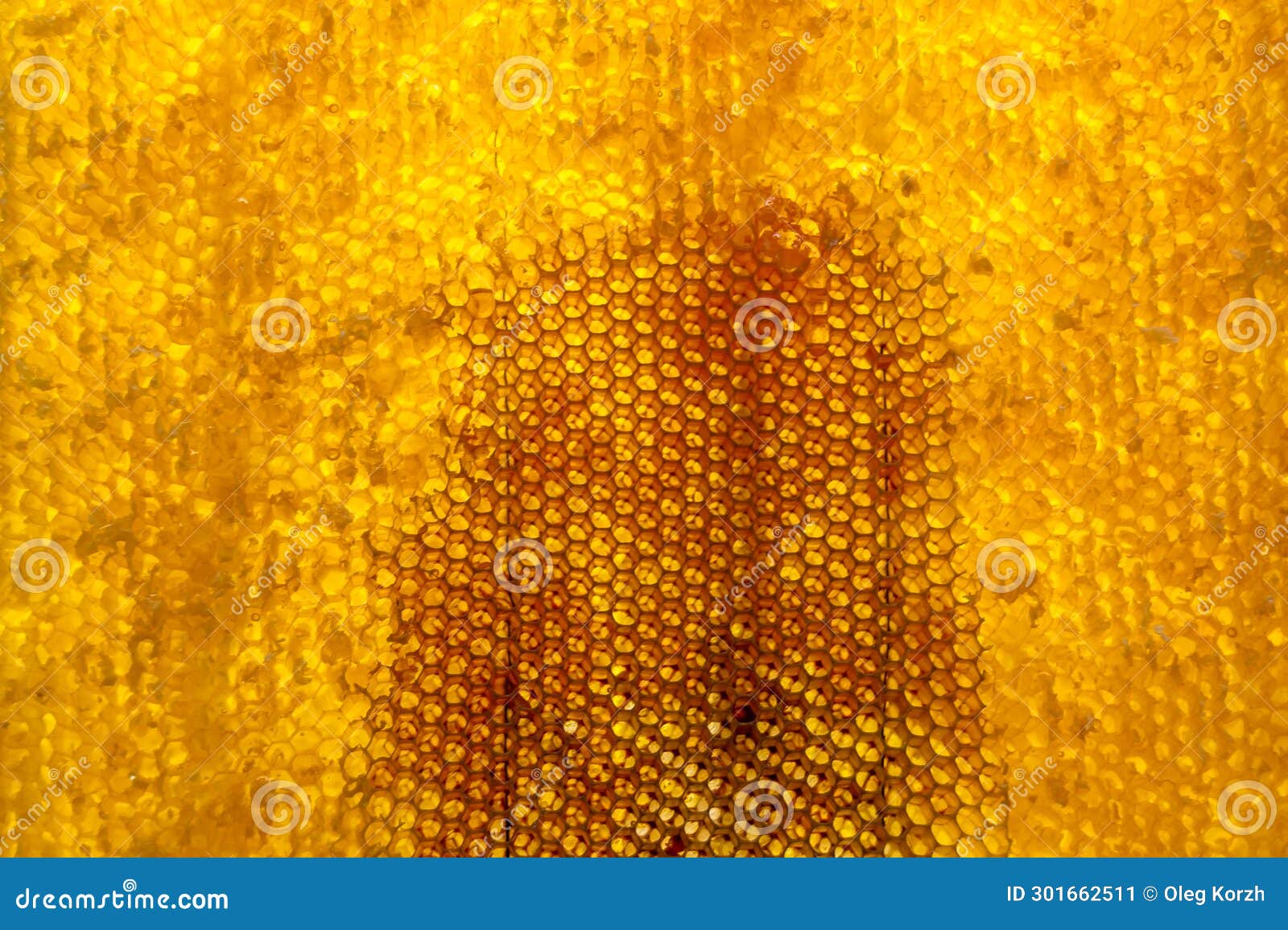 Drop of Bee Honey Drip from Hexagonal Honeycombs Filled with Golden ...
