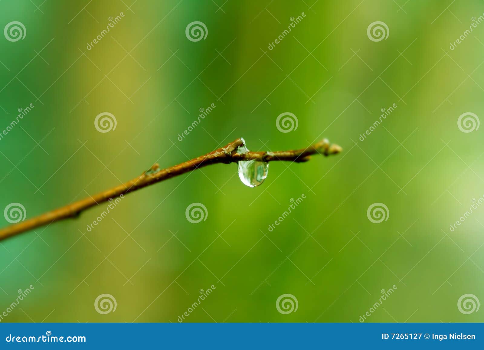 Drop on branch stock image. Image of background, water - 7265127
