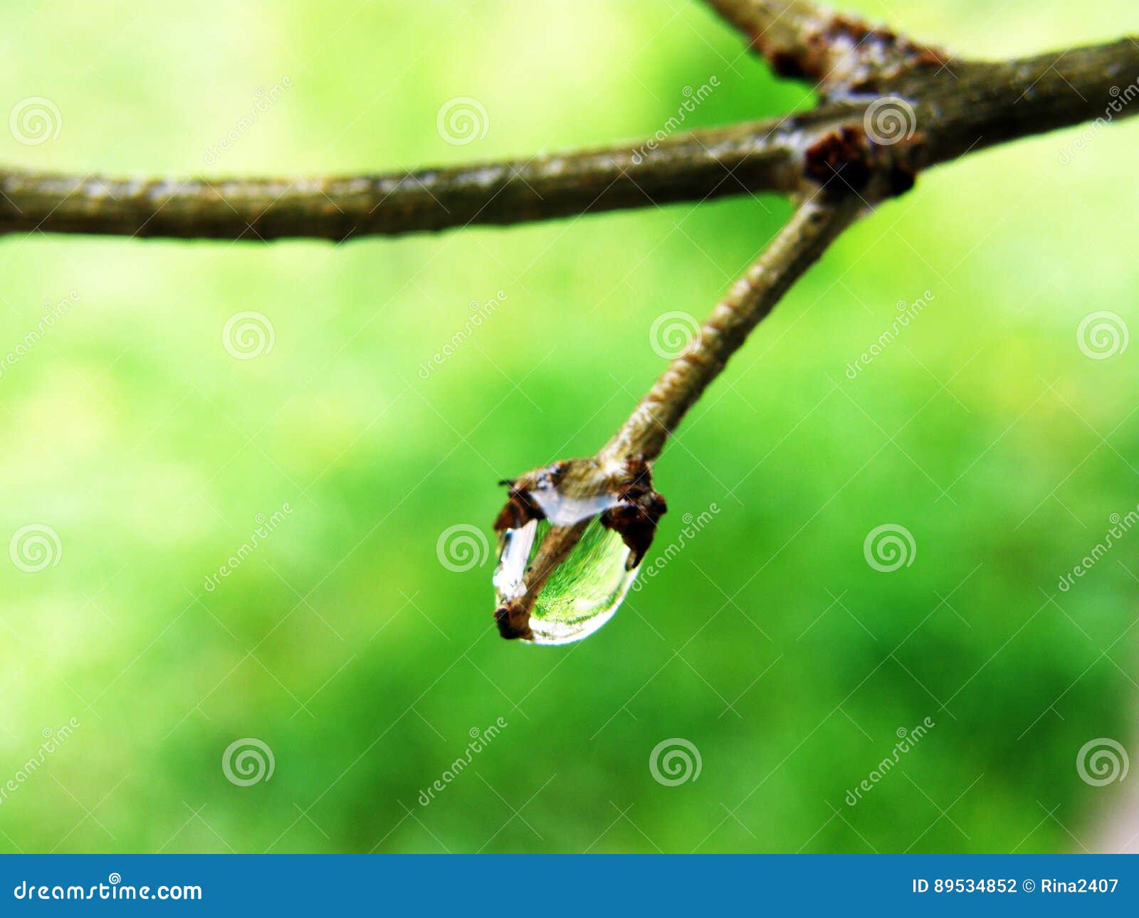 Drop on branch stock photo. Image of nature, green, drop - 89534852