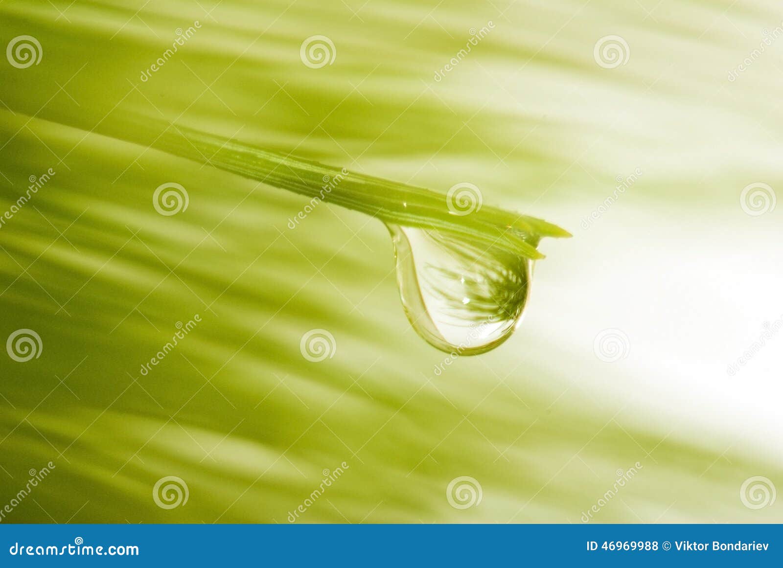 Drop on branch stock photo. Image of concept, cold, needles - 46969988