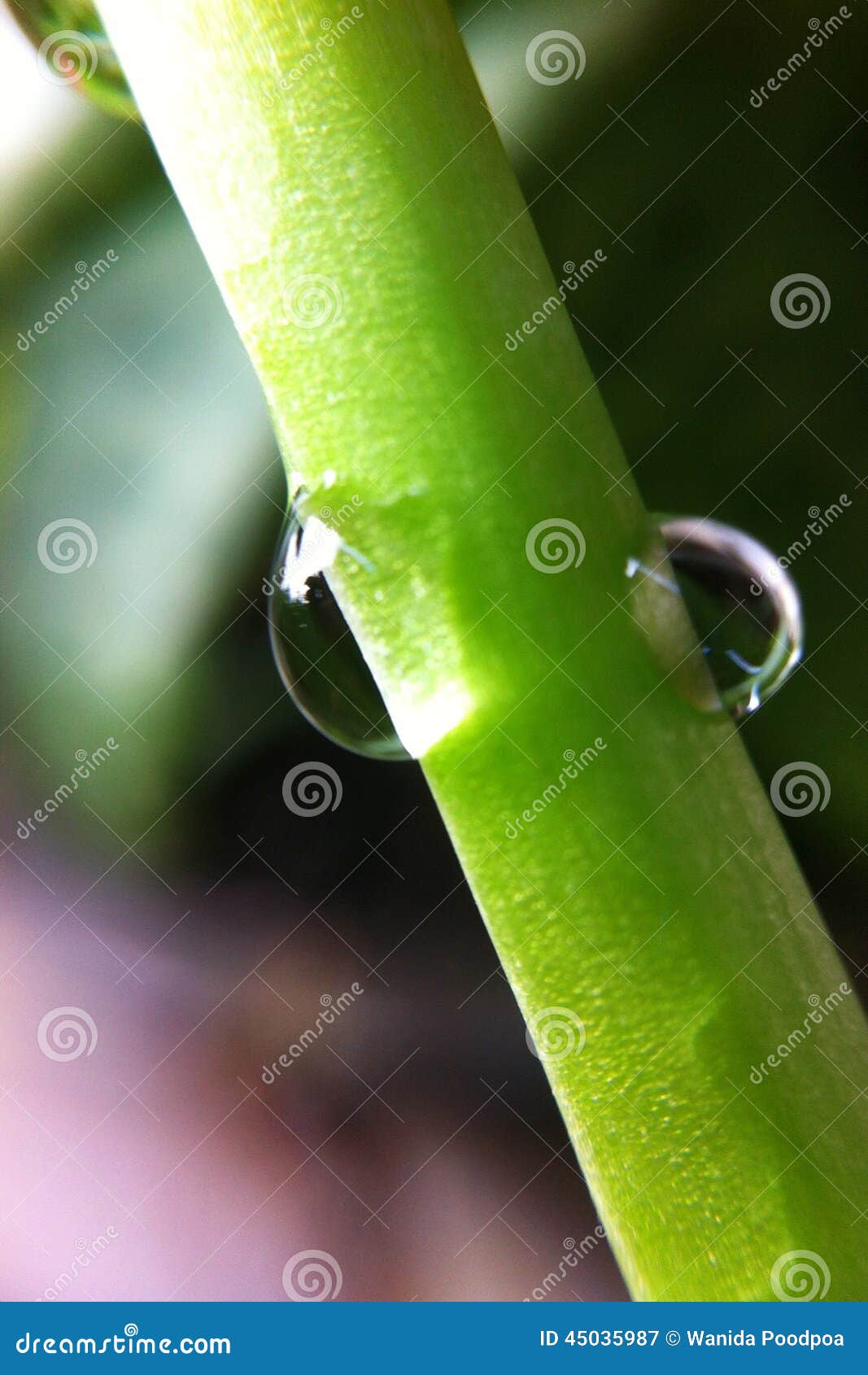 Drop on branch stock image. Image of branch, macro, garden - 45035987