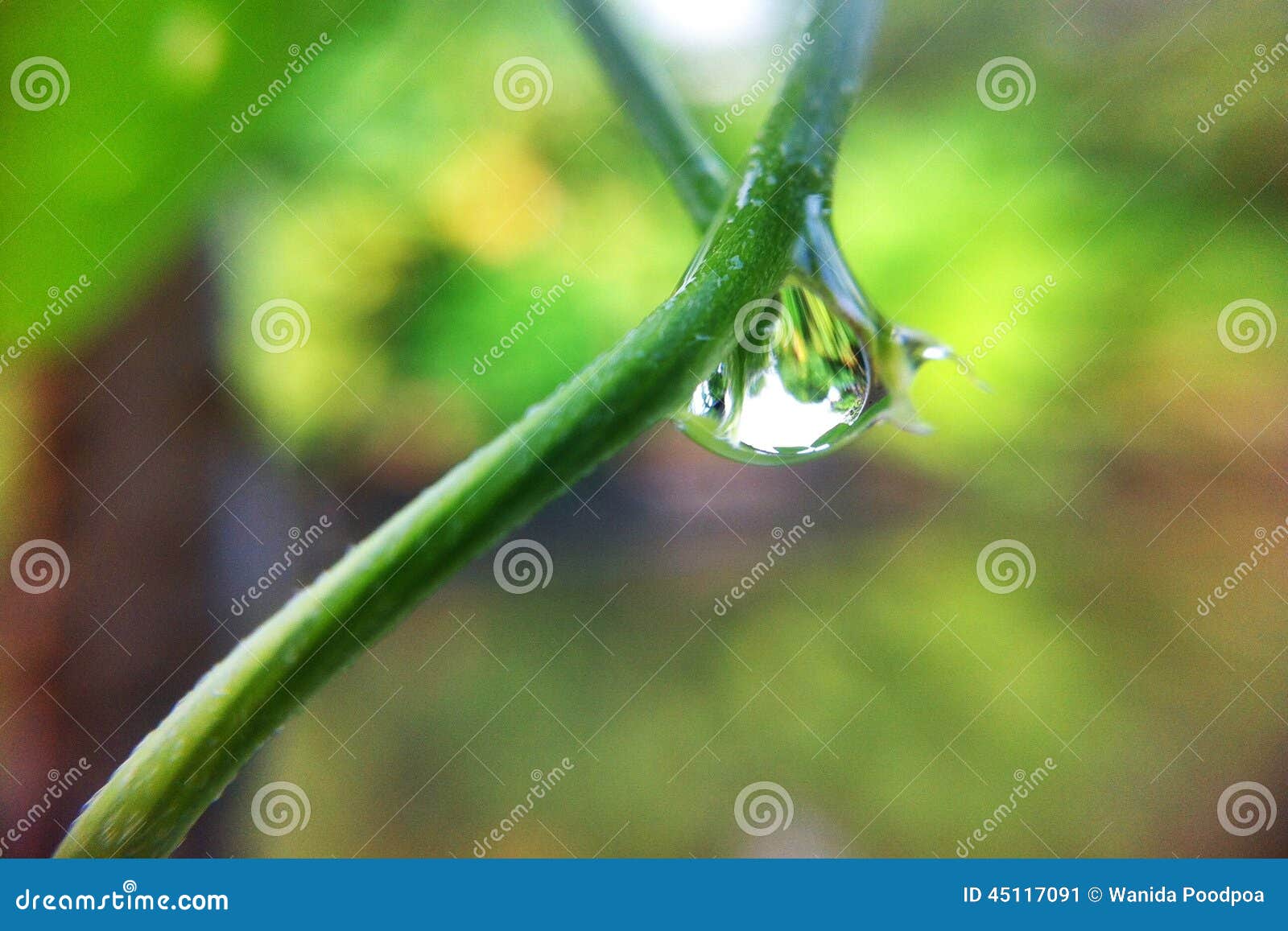 Drop on branch stock image. Image of focus, drop, macro - 45117091
