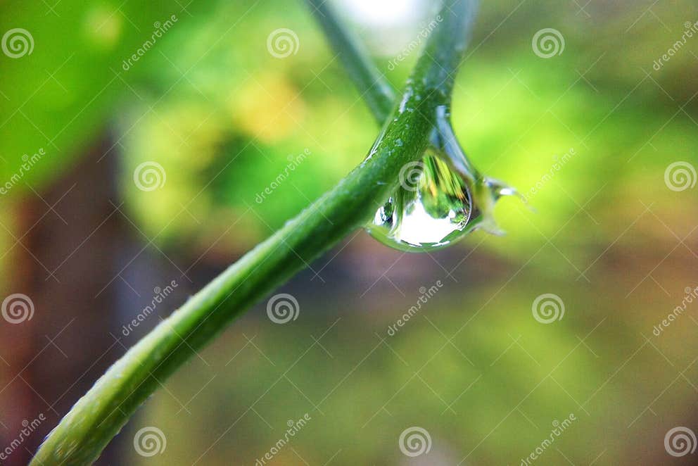 Drop on branch stock image. Image of focus, drop, macro - 45117091