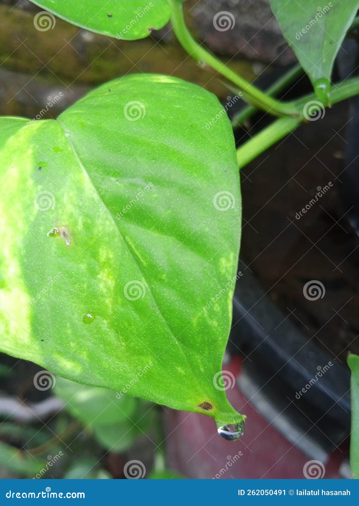 A Drop of Clear Water on the Tip of a Leaf Stock Image - Image of leaf ...