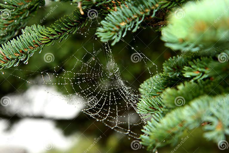 Drop of Condensation on the Spider-web Stock Image - Image of details ...