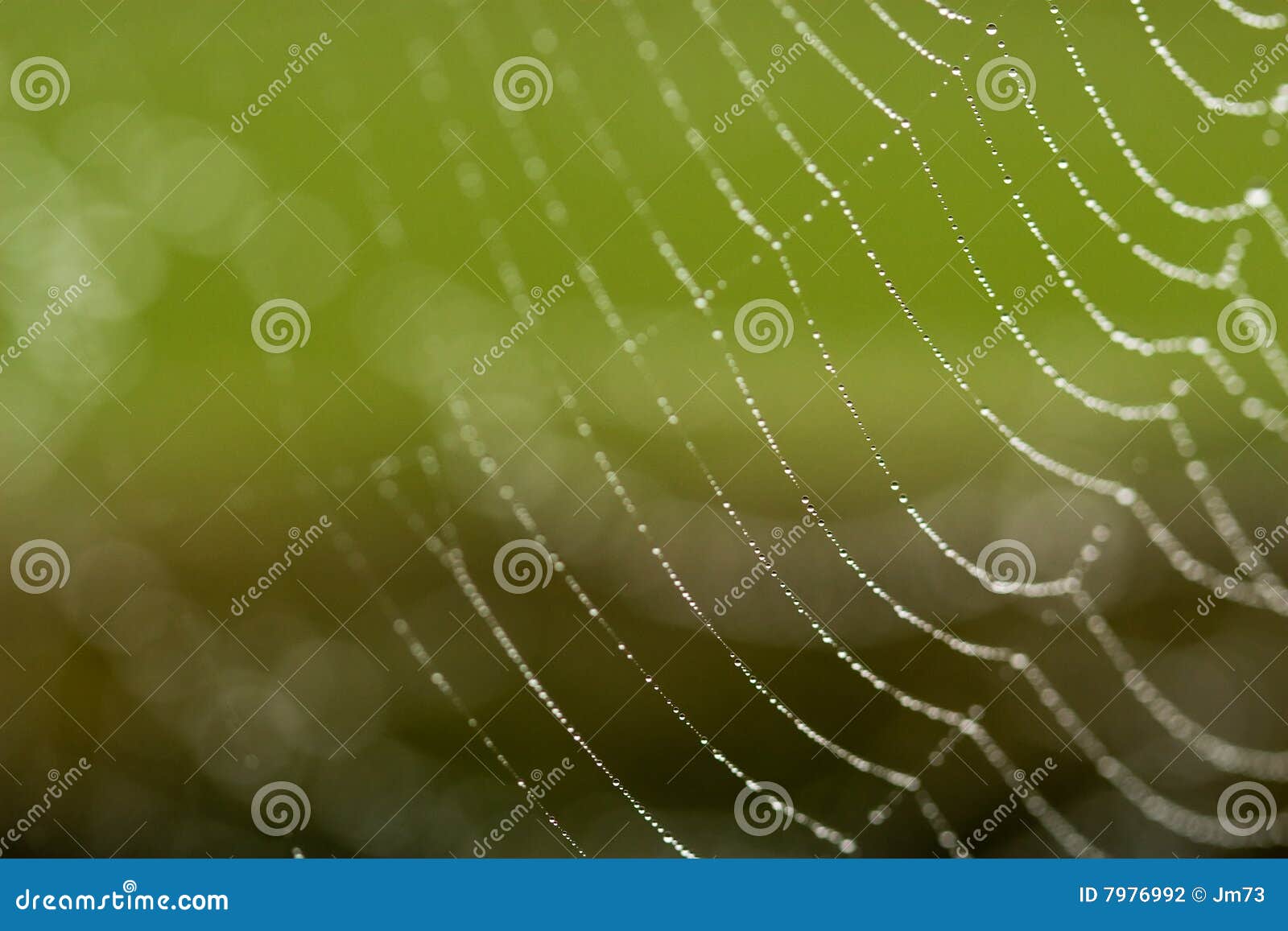 Drop of Condensation on the Spider-web Stock Photo - Image of ...