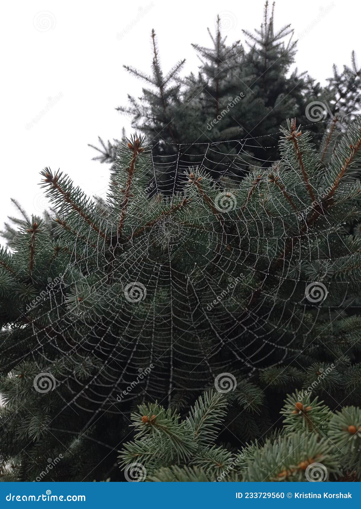 Drop of Condensation on the Spider-web - Macro Shot Stock Photo - Image ...